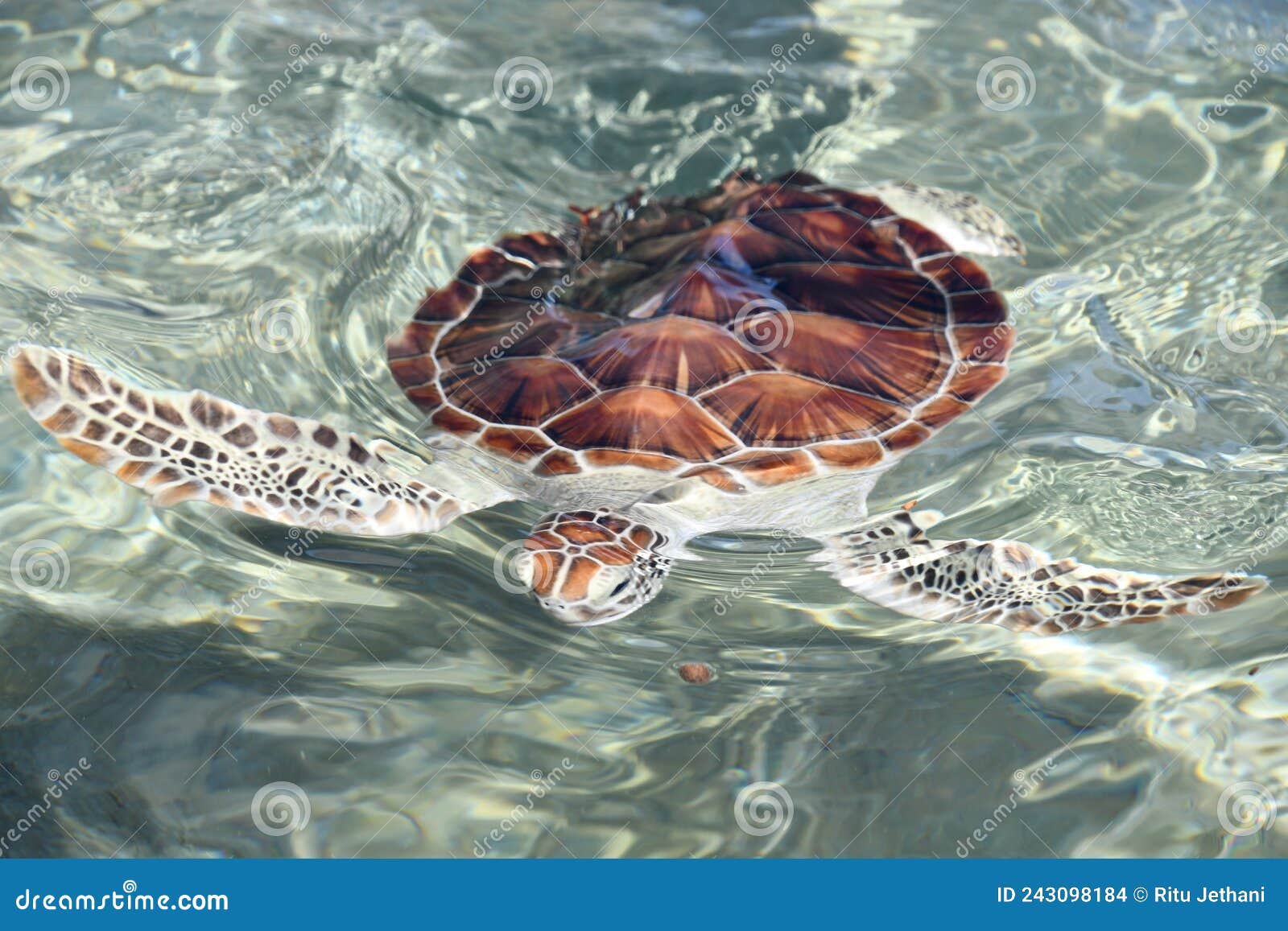 Turtle in Water stock photo. Image of life, aquarium - 243098184