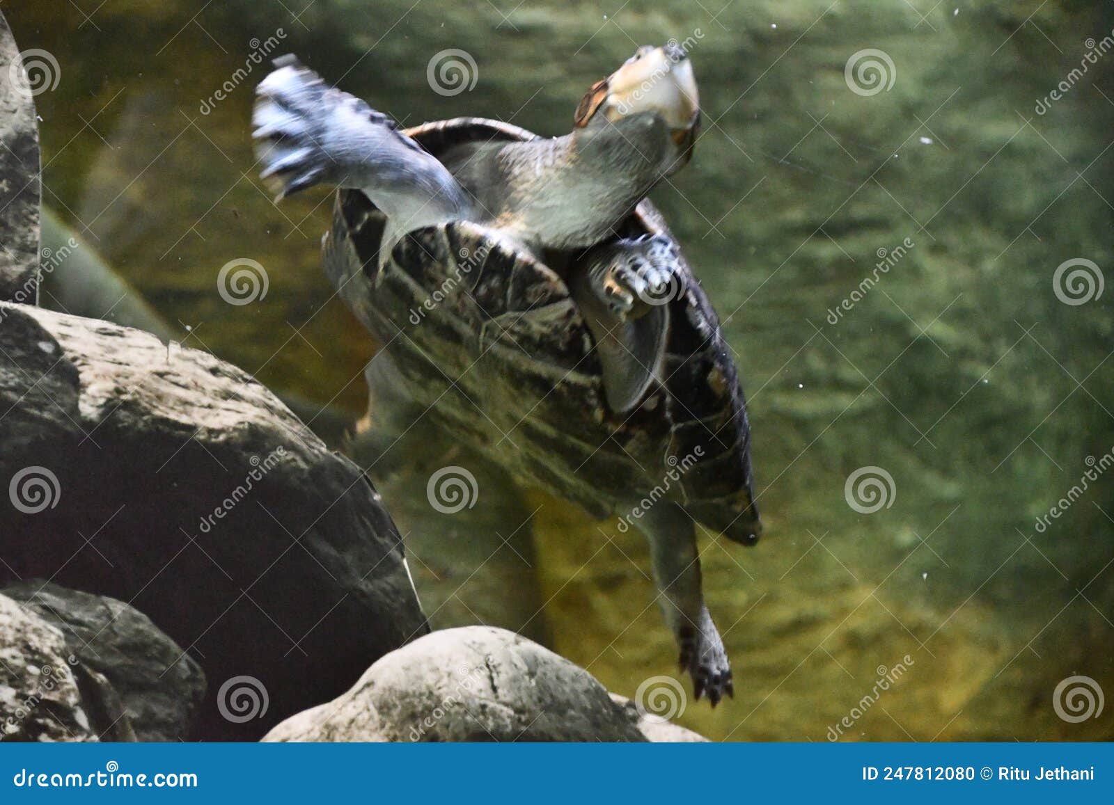 Turtle in Water stock photo. Image of reef, ecosystem - 247812080