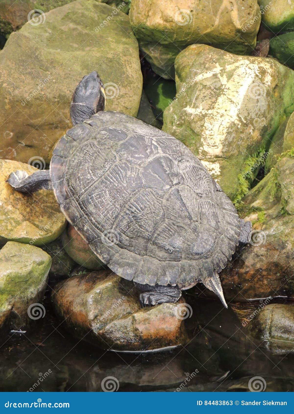 Turtle stock image. Image of legs, green, head, land - 84483863