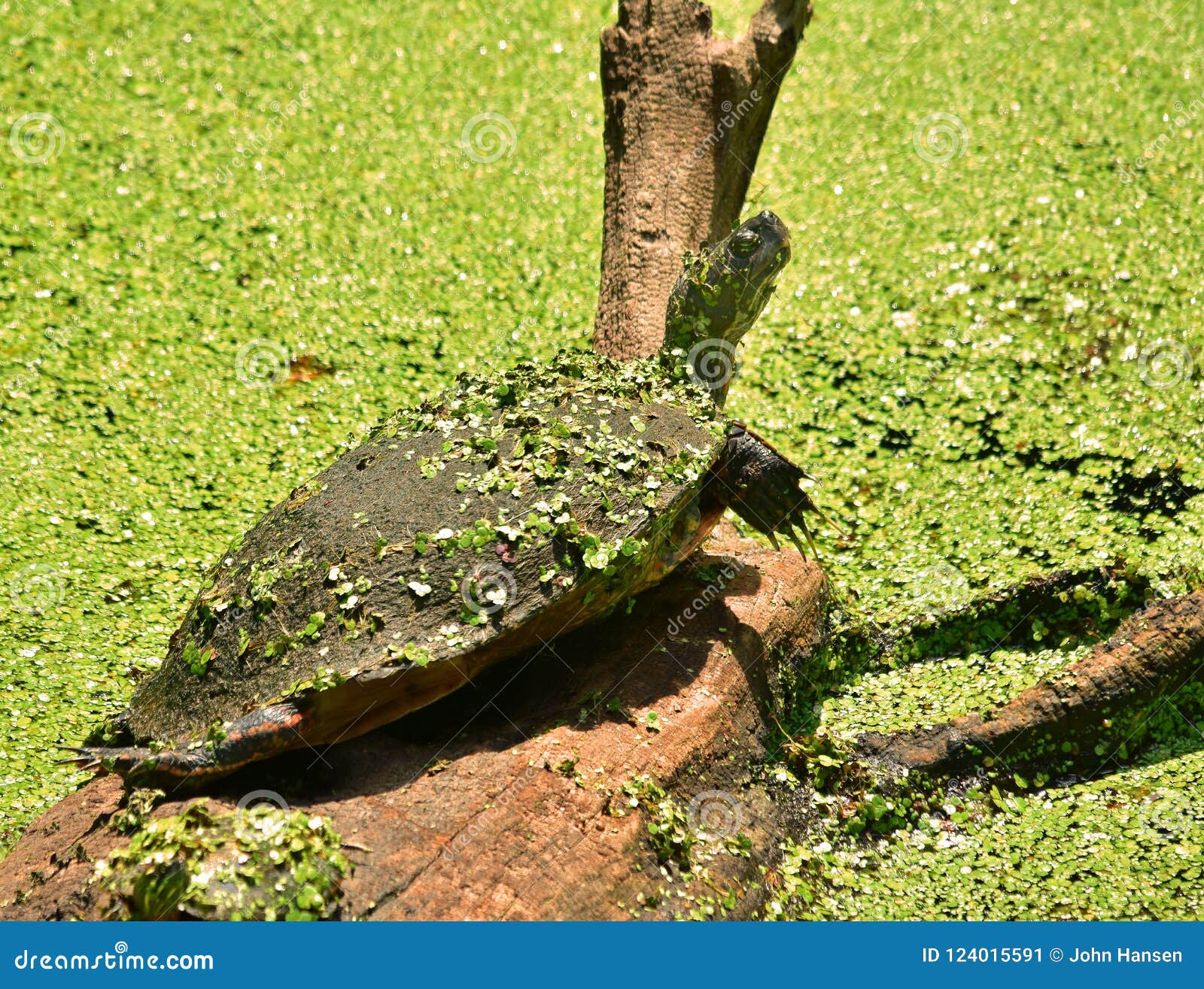 A turtle waves goodbye stock image. Image of waves, turtle - 124015591