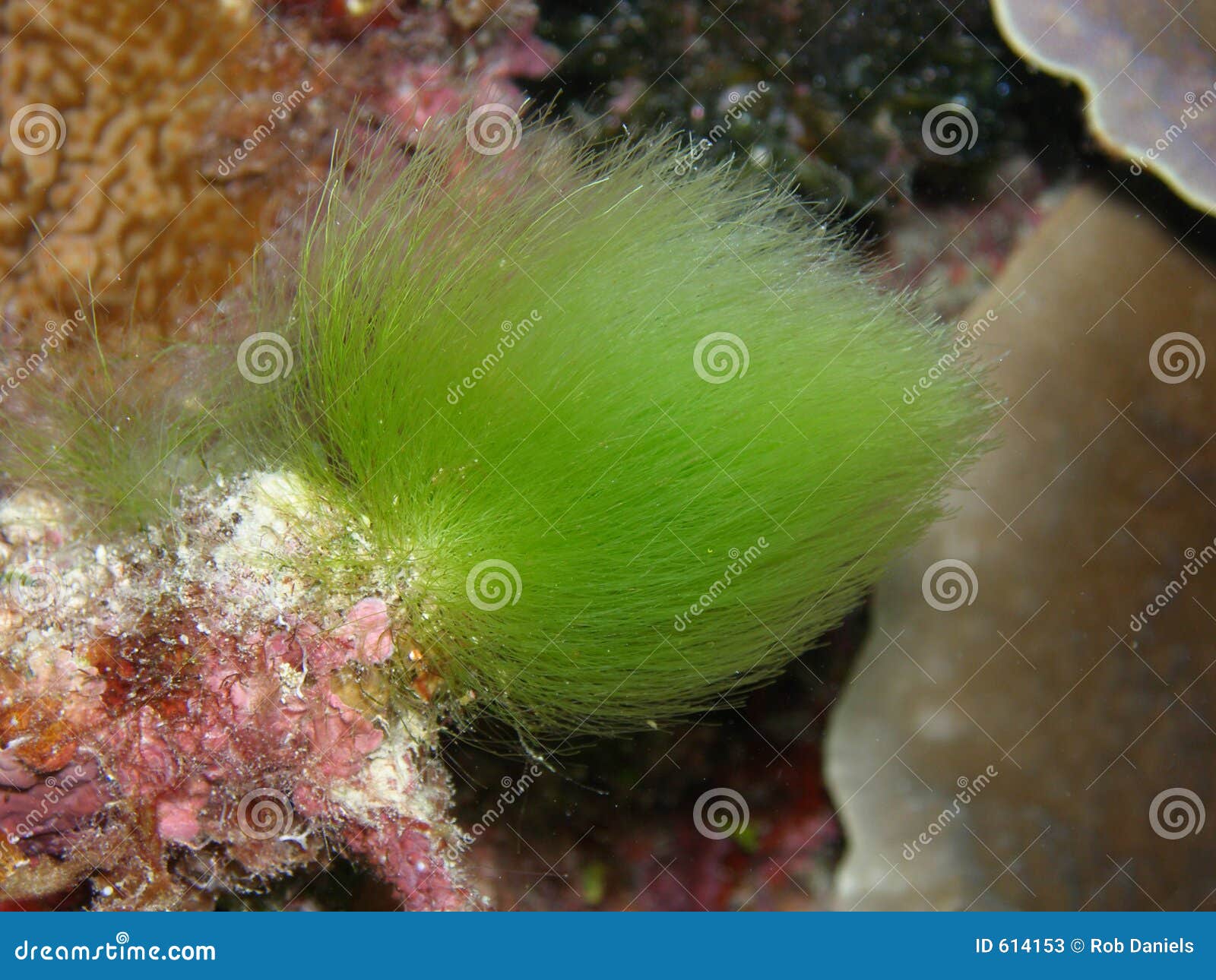 Turtle Weed Picture. Image: 614153