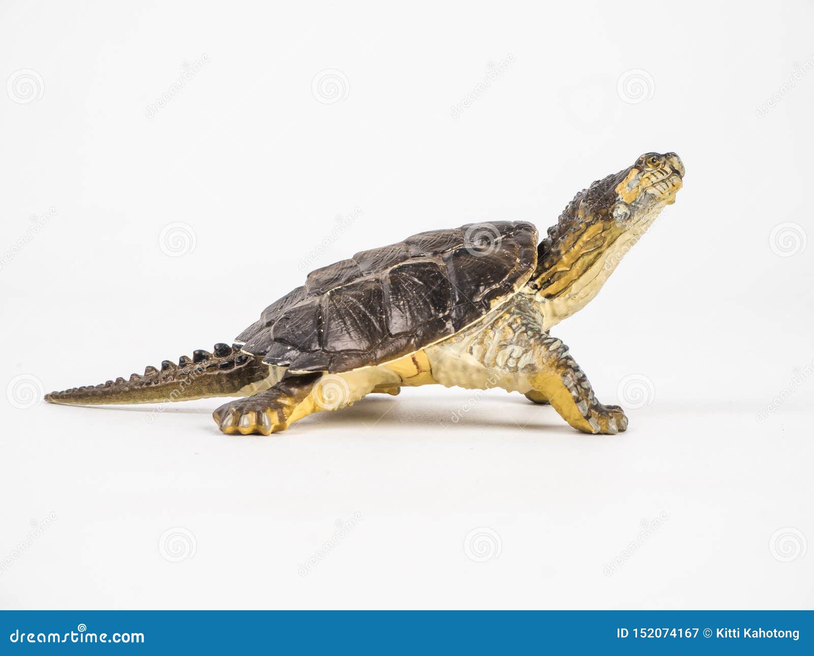 Turtle on white background stock image. Image of wild - 152074167