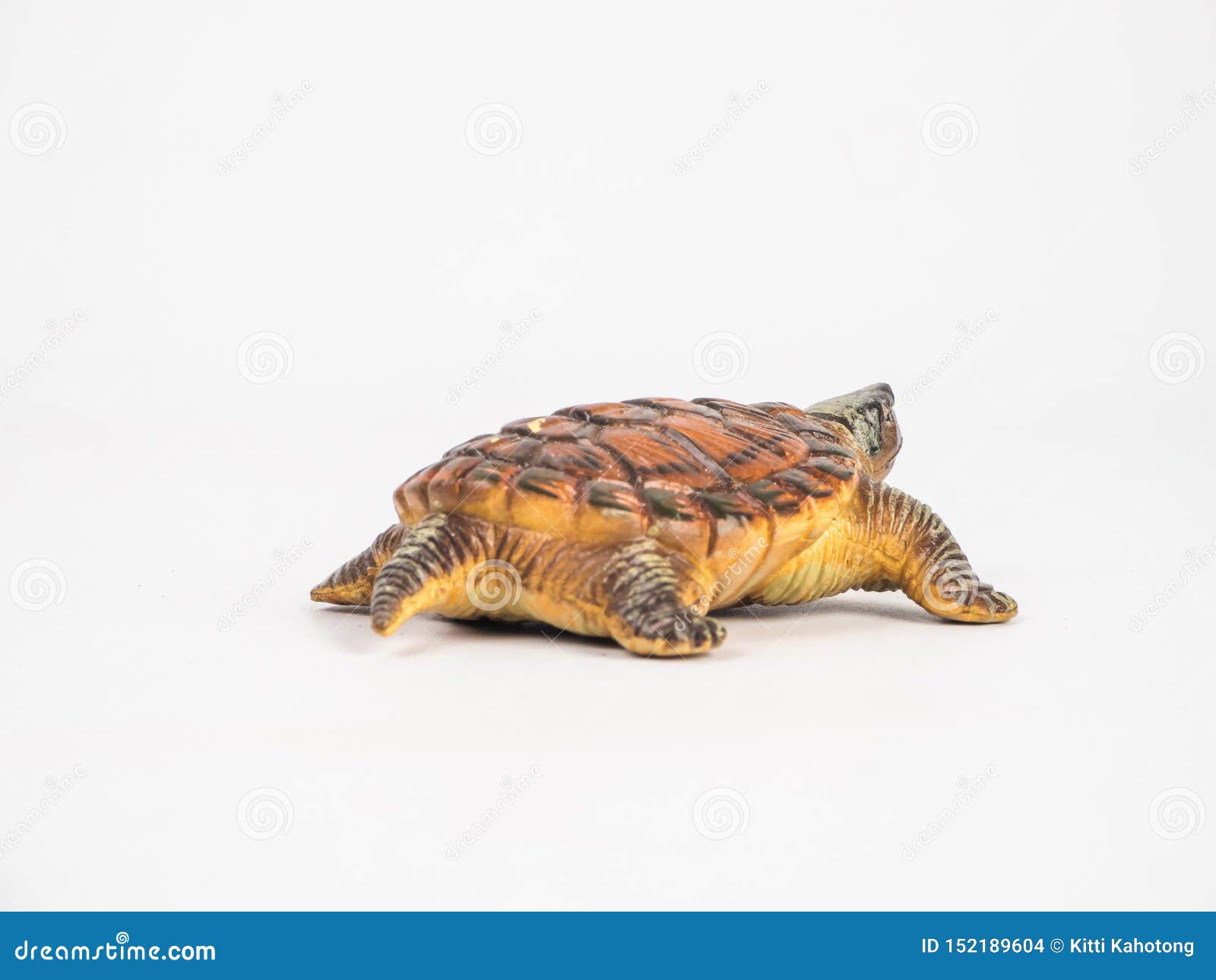 Turtle on white background stock photo. Image of shell - 152189604