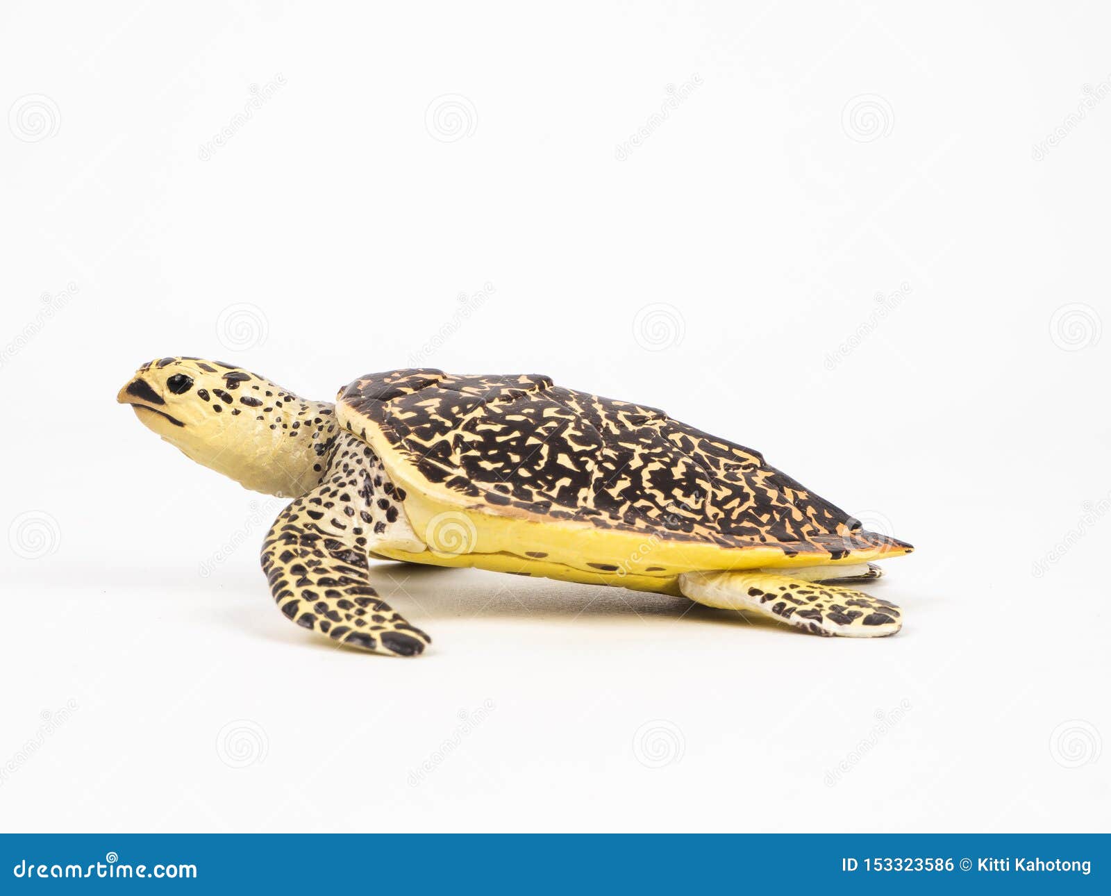 Turtle on white background stock photo. Image of studio - 153323586