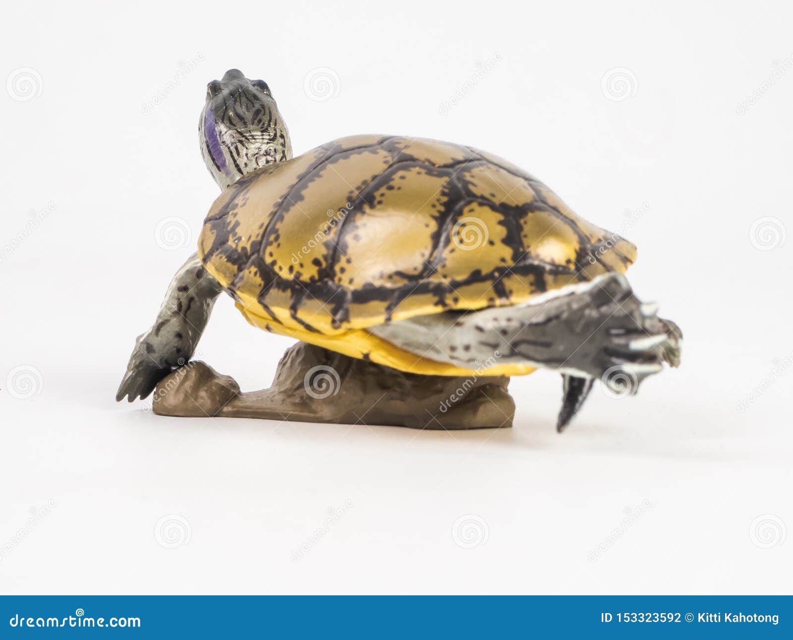 Turtle on white background stock photo. Image of wildlife - 153323592