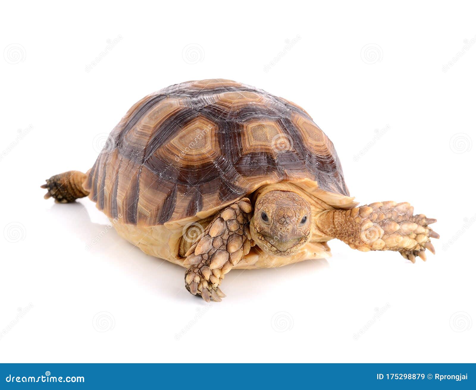 Turtle on white background stock image. Image of young - 175298879