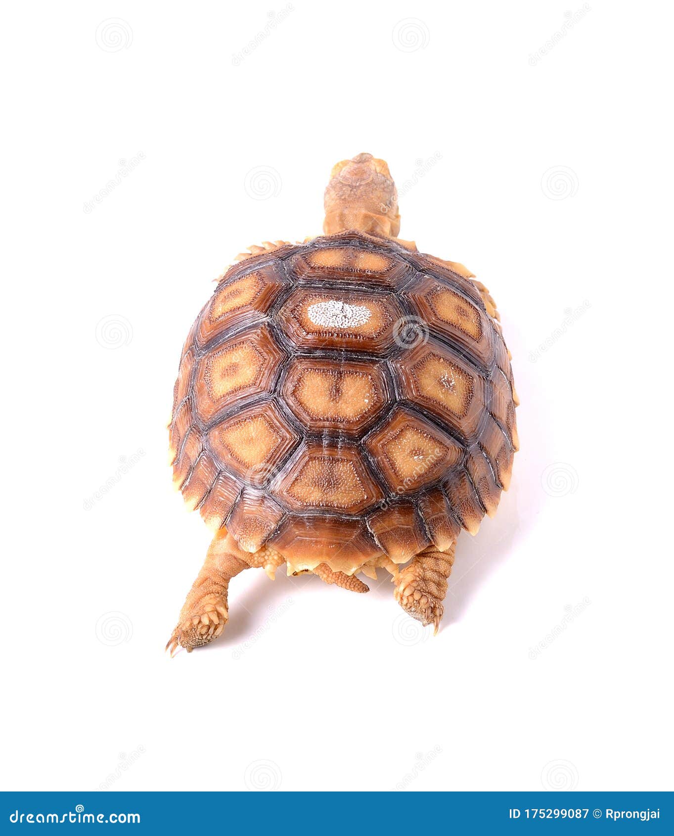 Turtle on white background stock image. Image of vertebrate - 175299087