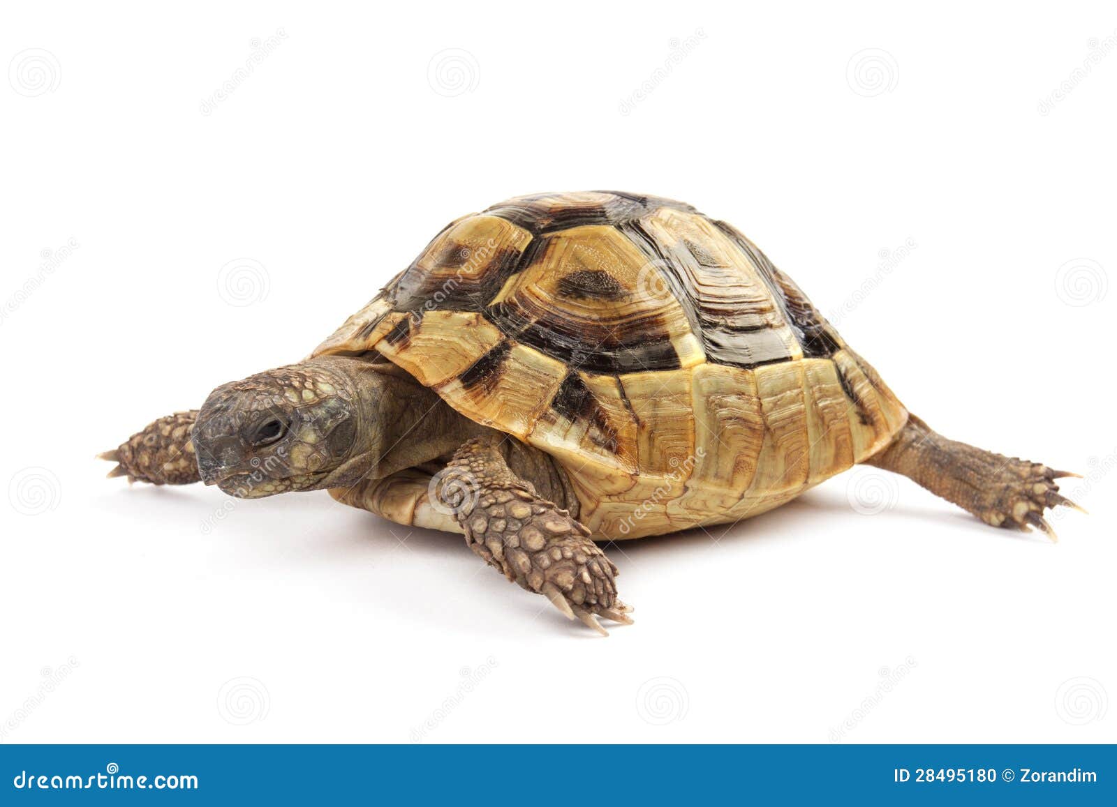 Turtle on white background stock photo. Image of brown - 28495180