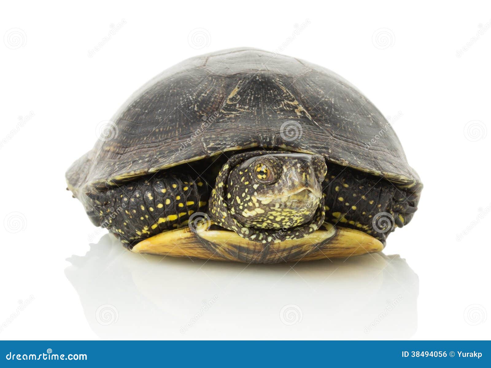 Turtle on a White Background Stock Photo - Image of species, wild: 38494056