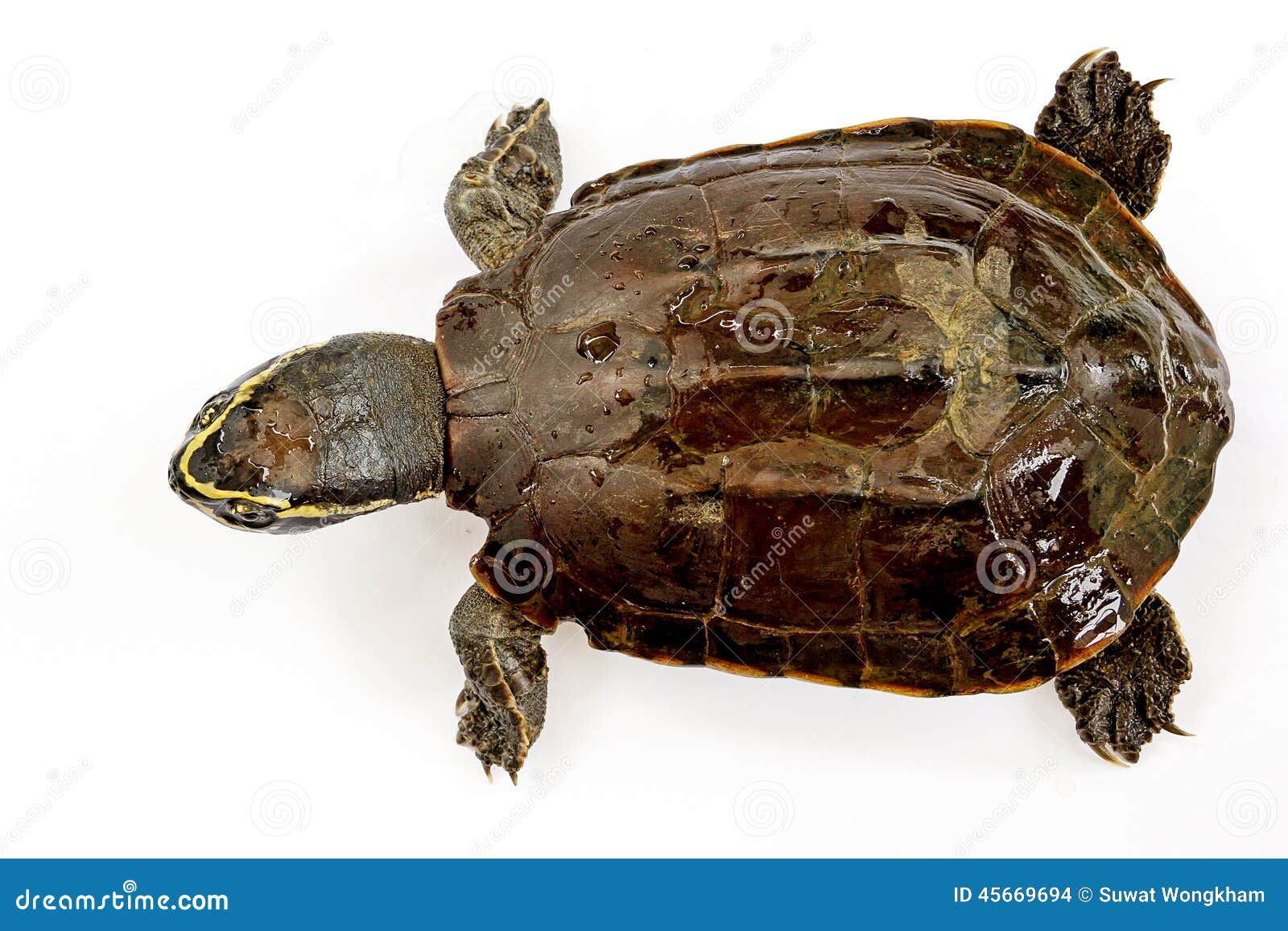 Turtle on white background stock photo. Image of turtle - 45669694