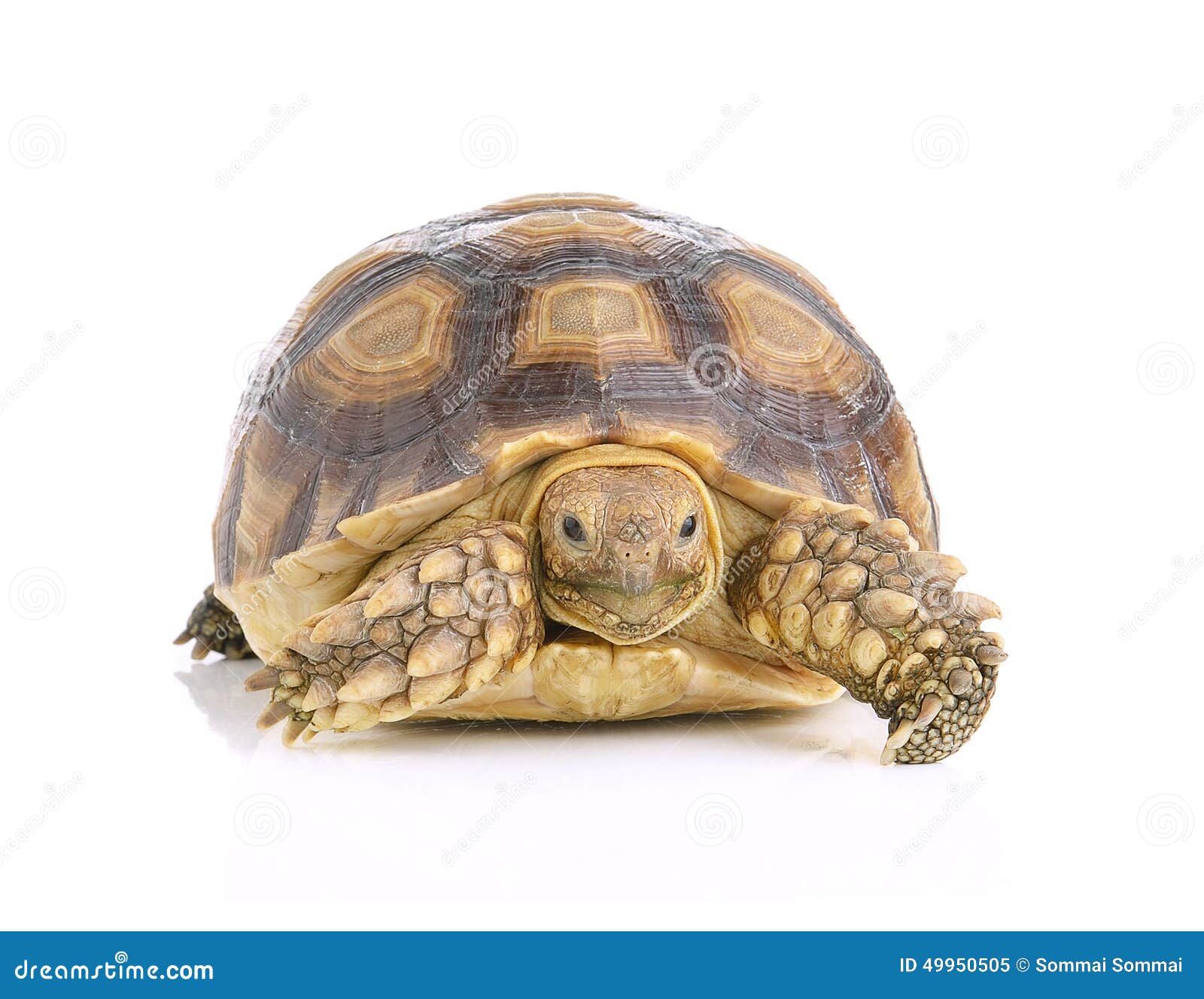 Turtle On White Background Stock Image | CartoonDealer.com #49950505