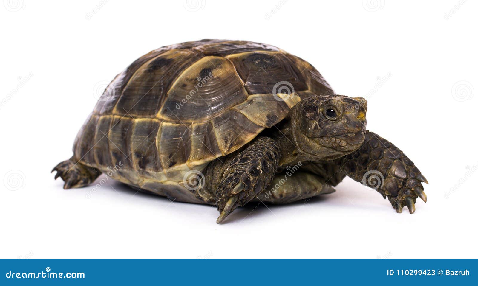 Sea Turtle On White Background. Marine Tortoise Isolated. Green Turtle ...