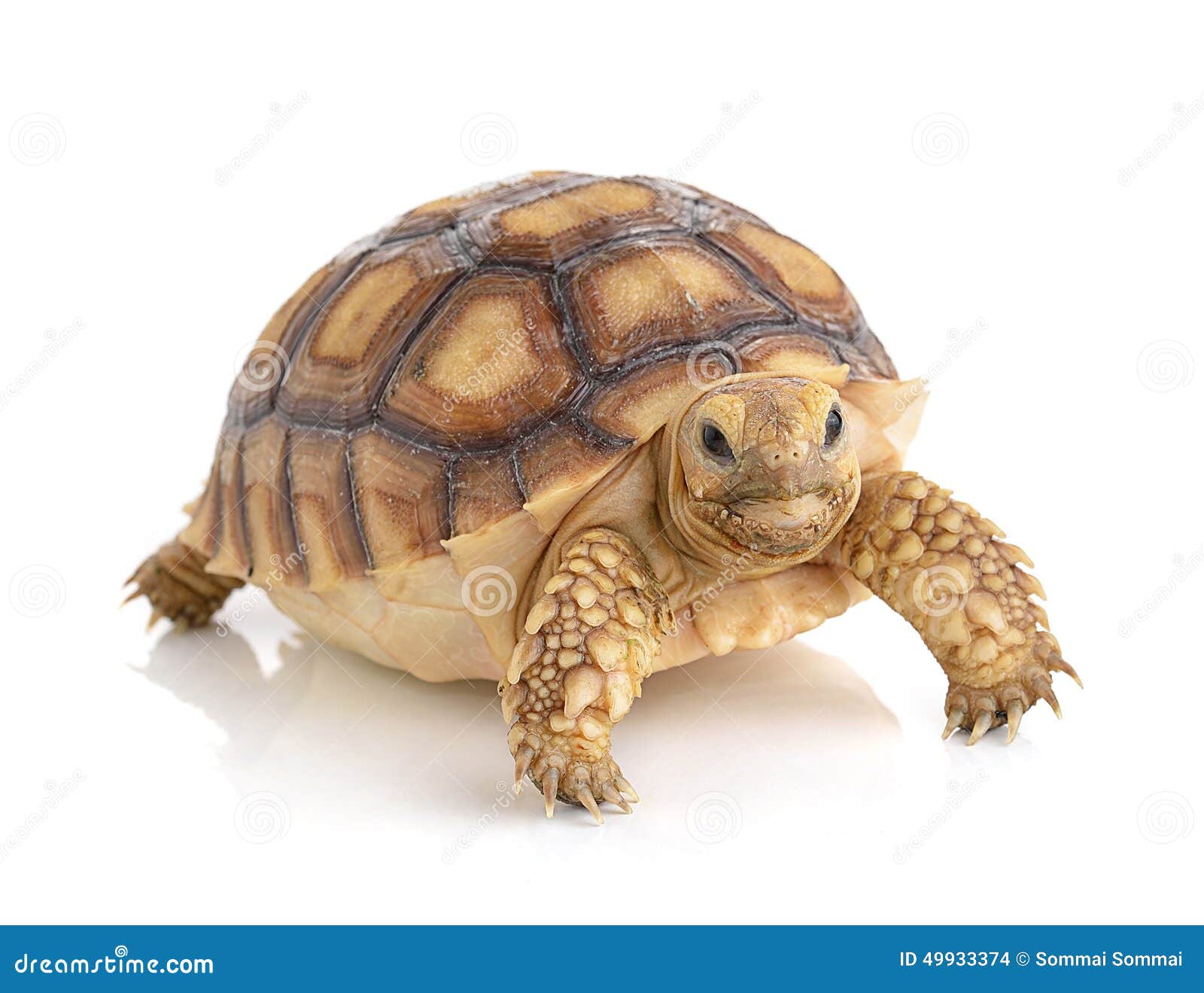 Sea Turtle On White Background. Marine Tortoise Isolated. Green Turtle ...