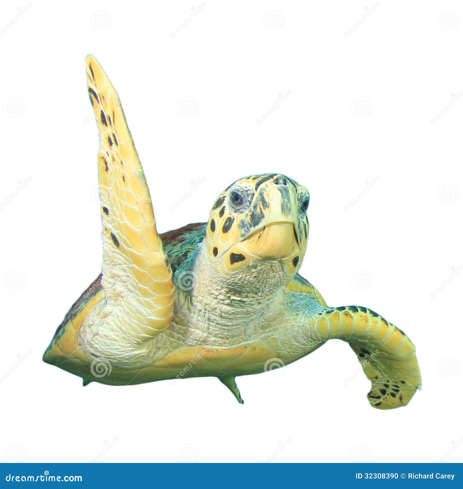 Turtle on white stock photo. Image of background, aquatic - 32308390