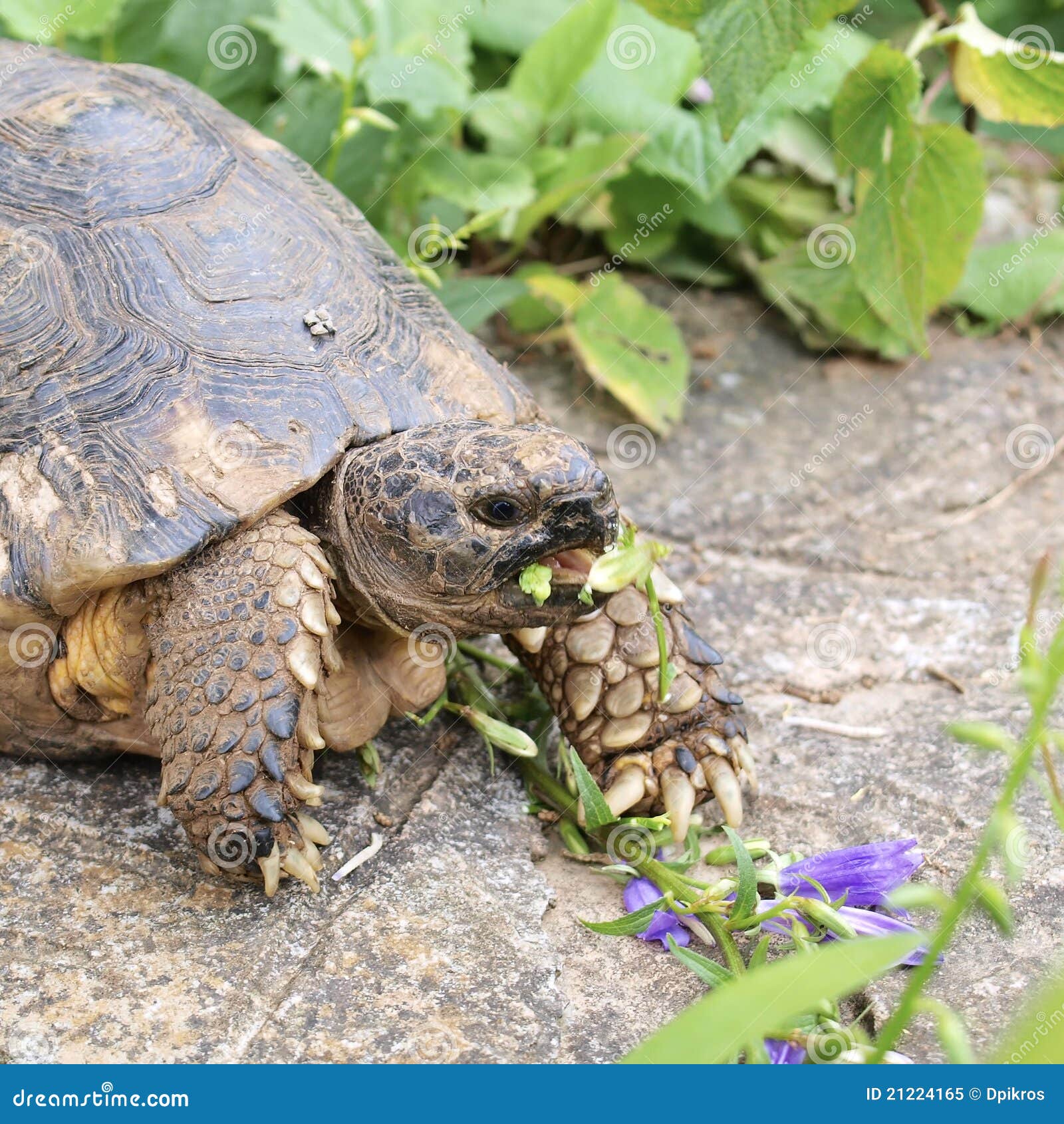 Turtle in the wild stock image. Image of reptile, relax - 21224165
