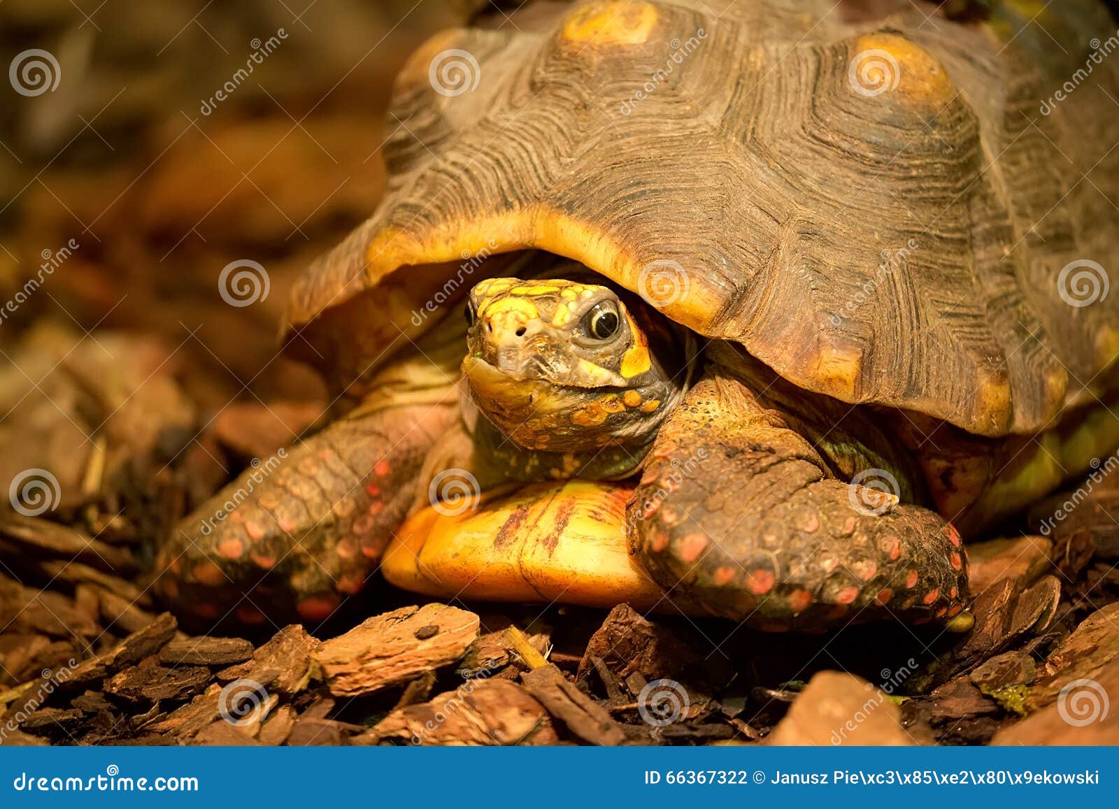 Turtle in the wild stock photo. Image of look, looking - 66367322
