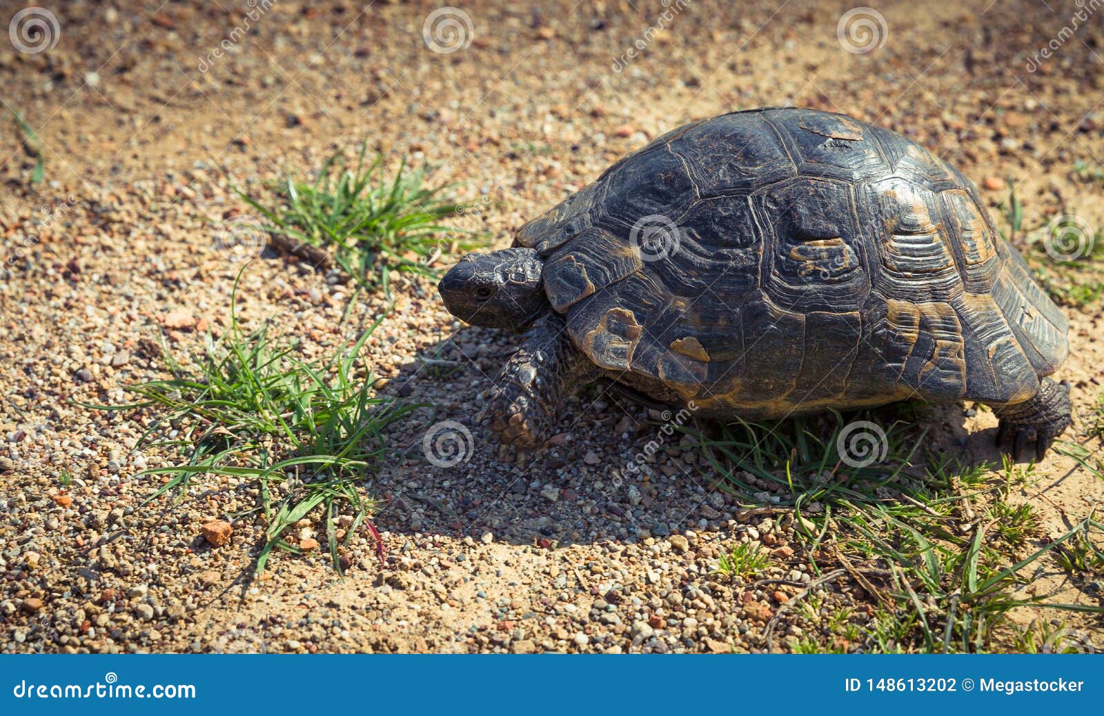 Turtle in wildlife. Turkey stock photo. Image of amphibian - 148613202