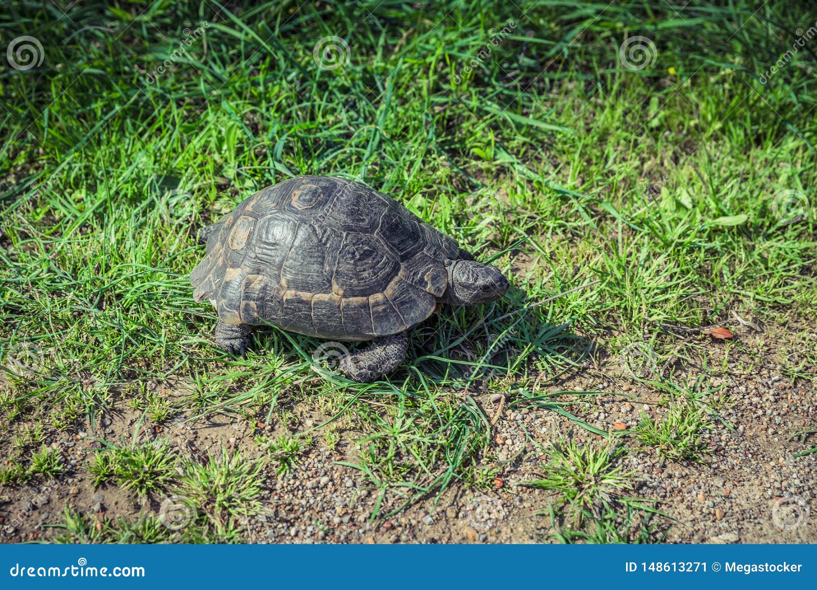 Turtle in wildlife. Turkey stock image. Image of slow - 148613271