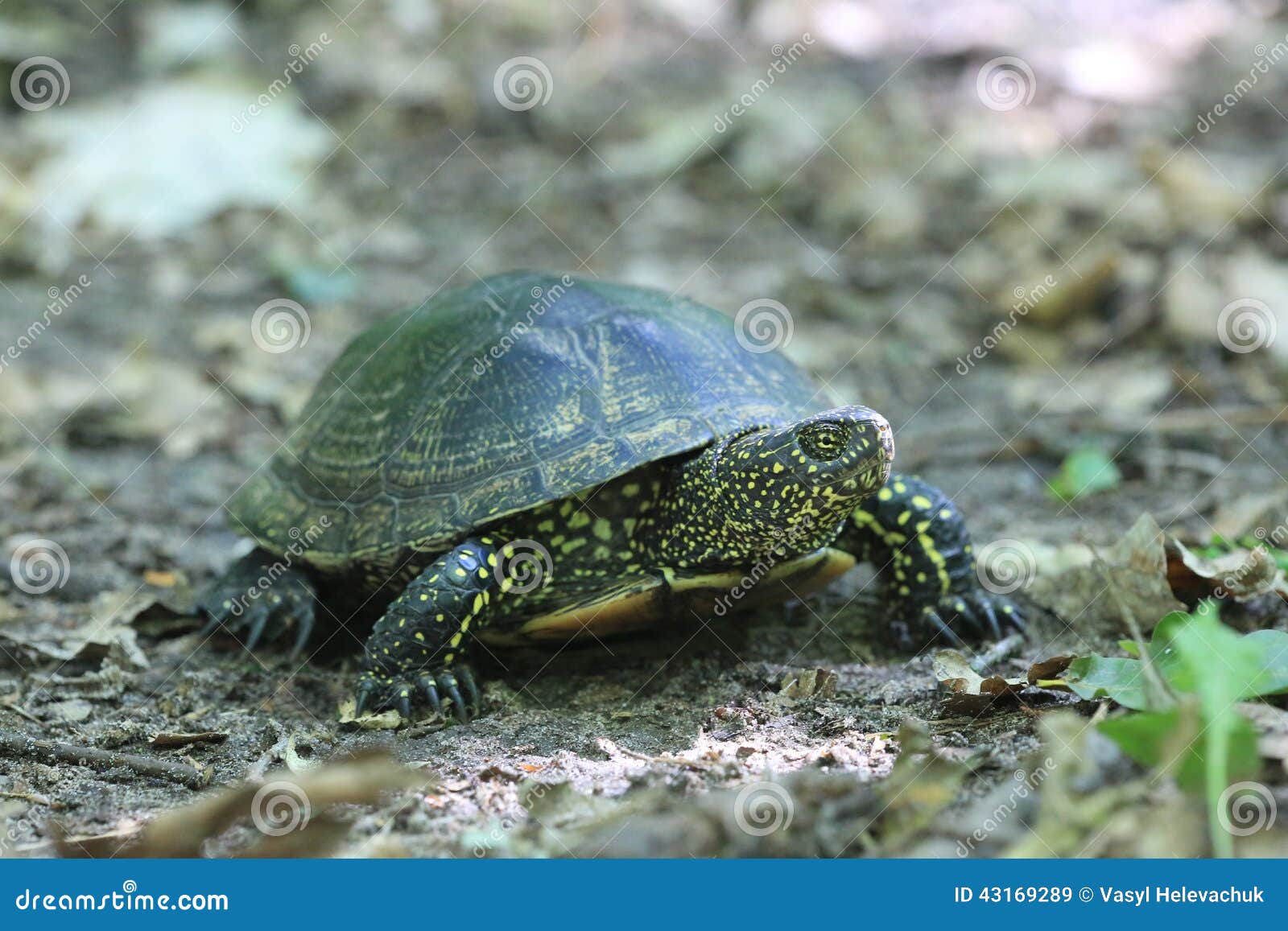 Turtle stock image. Image of wild, jagged, animal, wood - 43169289