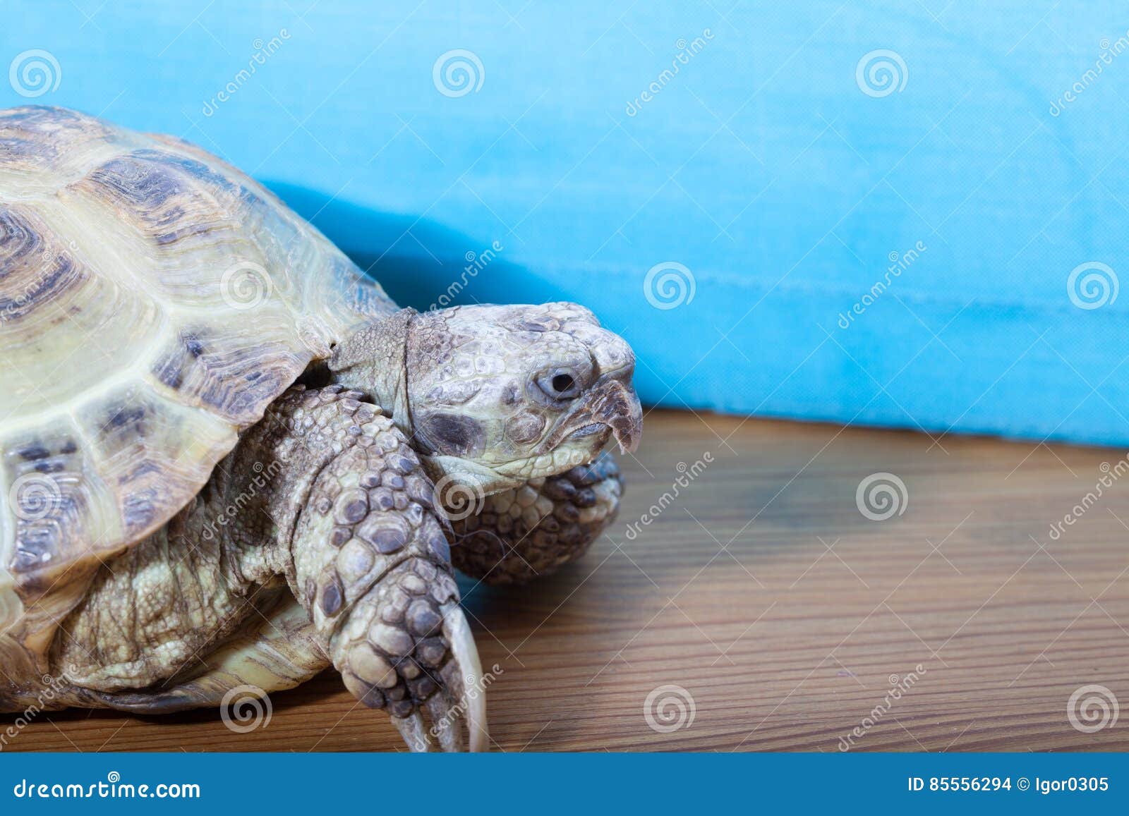 Turtle on the wooden desk stock photo. Image of nature - 85556294