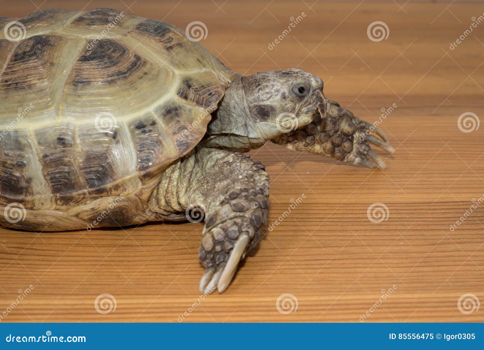Turtle on the wooden desk stock image. Image of desk - 85556475