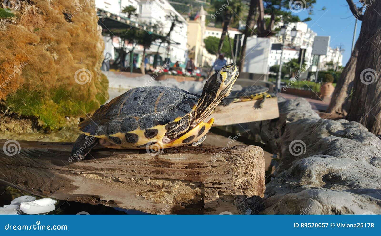 Turtle on a wooden pole stock image. Image of water, animal - 89520057
