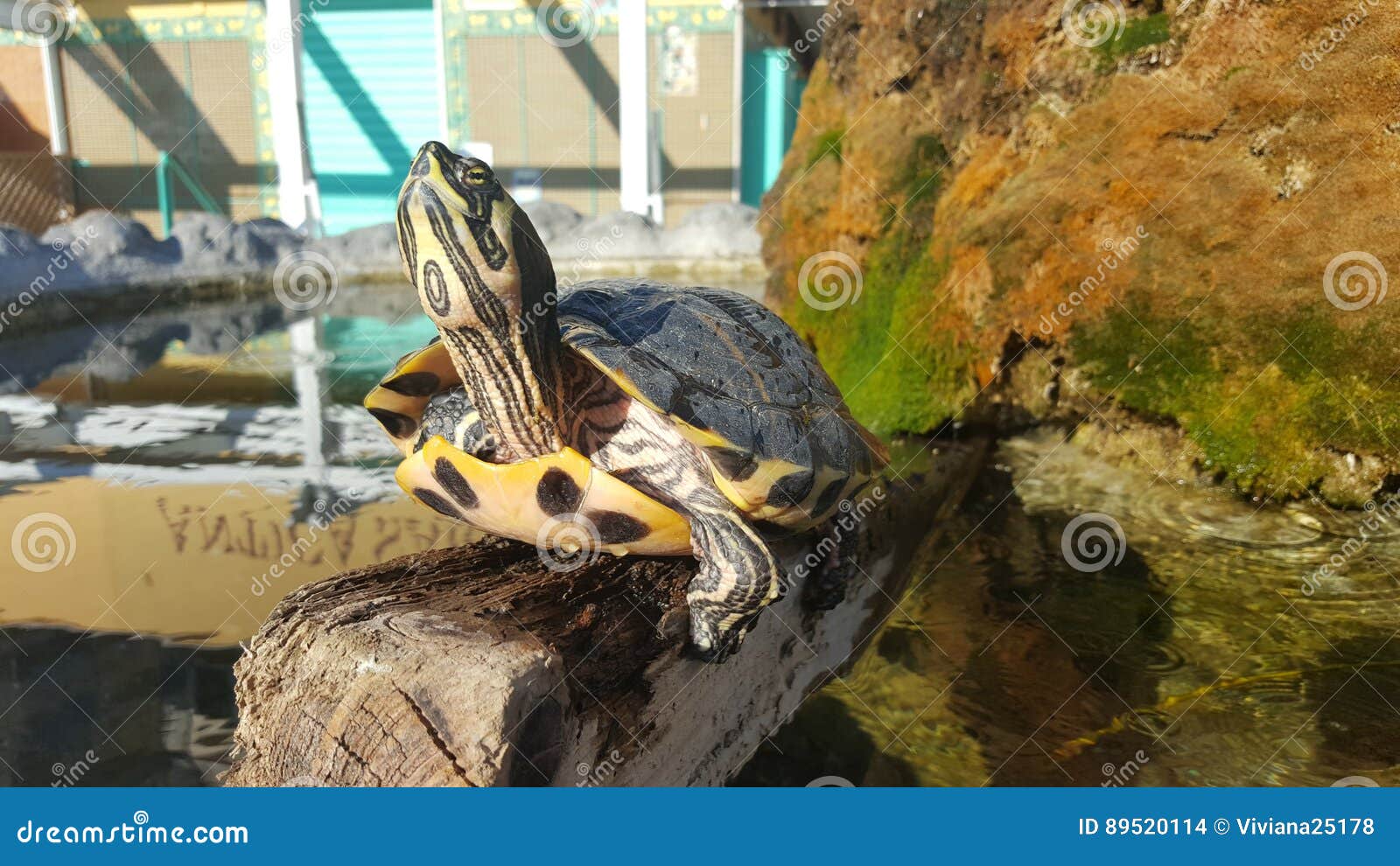 Turtle on a wooden pole stock photo. Image of water, fountain - 89520114