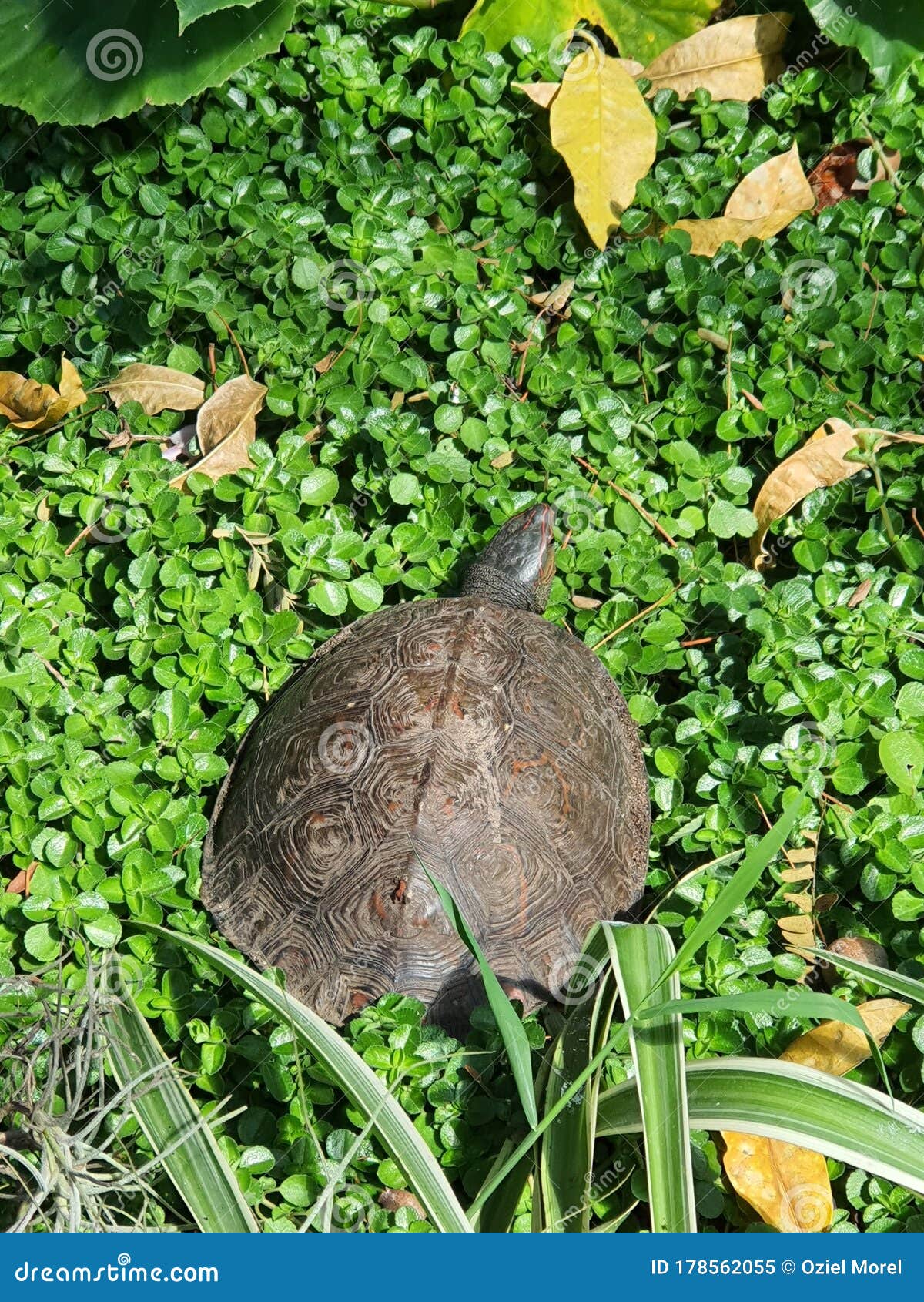 Turtle in the yard stock image. Image of garden, nature - 178562055