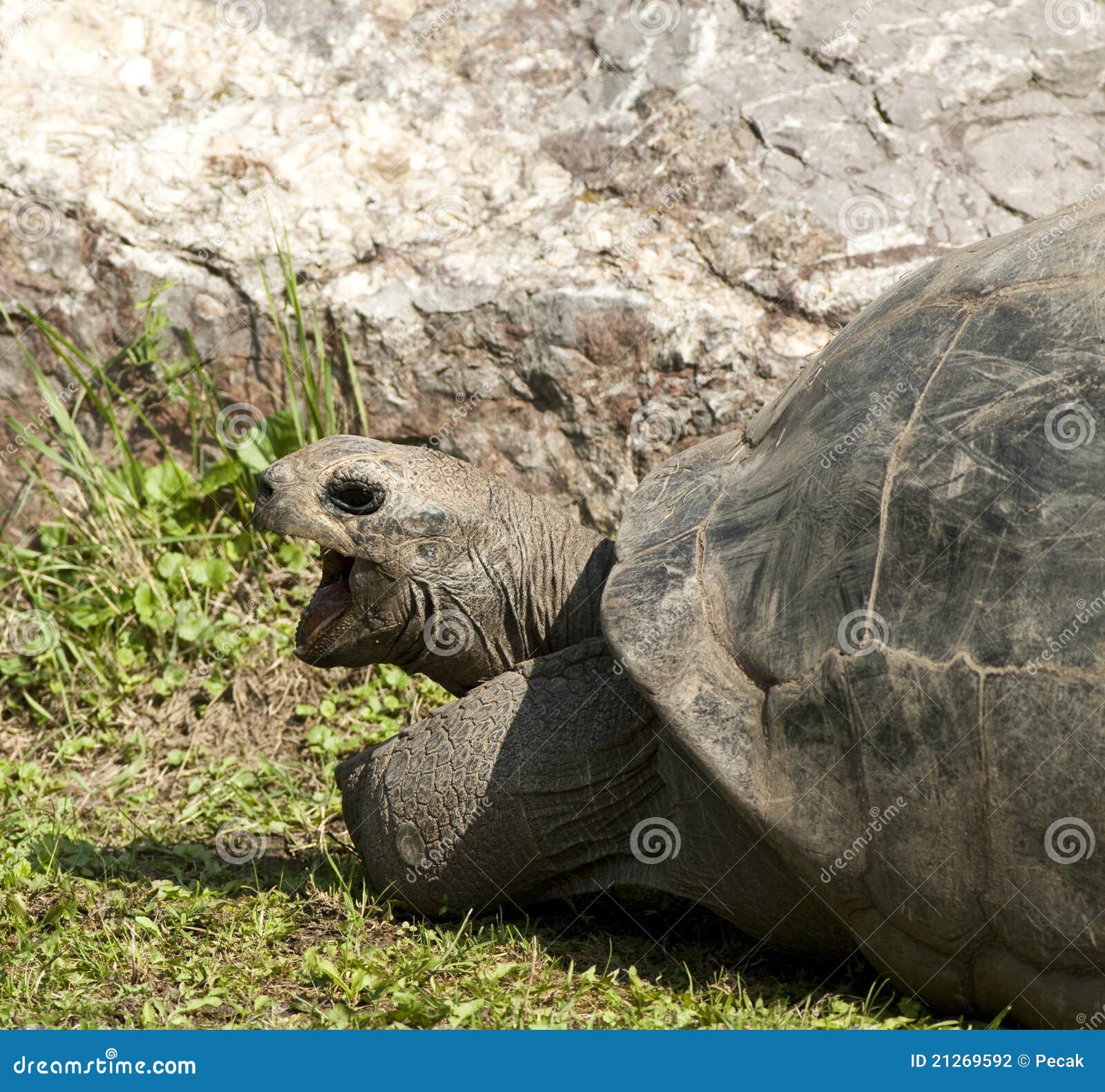 Turtle yawning stock photo. Image of animal, great, look - 21269592
