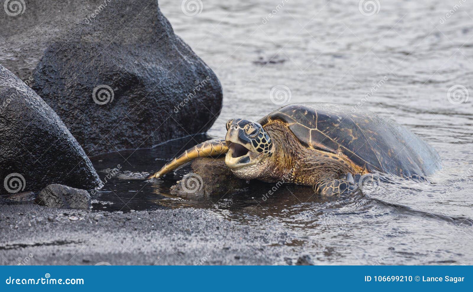 Turtle Yawning stock photo. Image of environment, black - 106699210