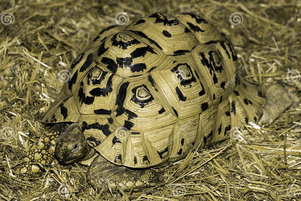 Turtle with Yellow and Black Shell Lying on a Bed of Straw Stock Photo ...