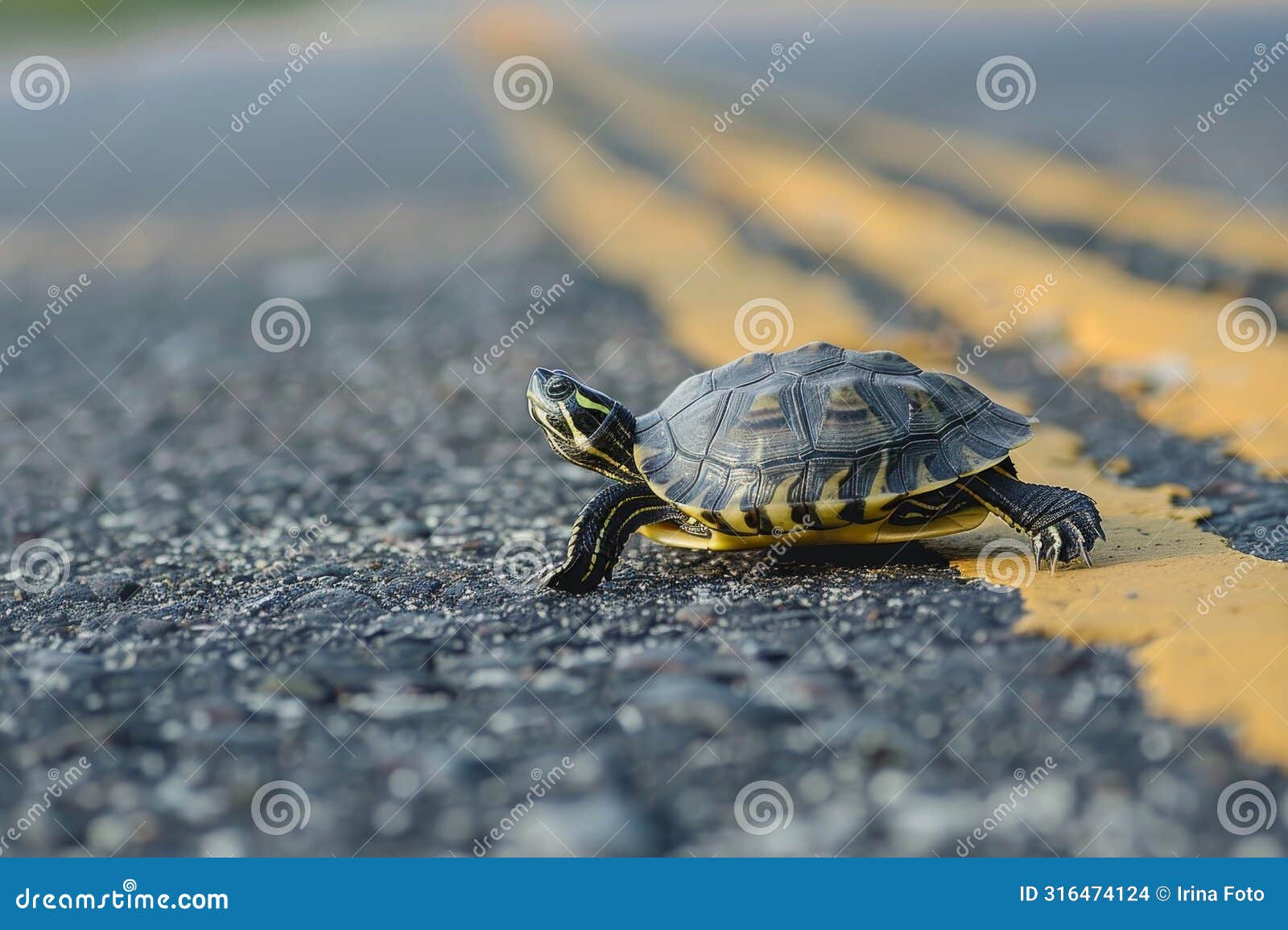 Turtle on Yellow Road Marking Looking Forward. Stock Photo - Image of ...