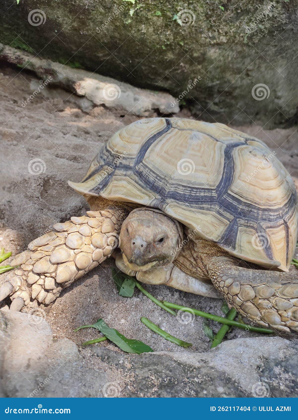 Turtle at the zoo stock photo. Image of animal, crocodile - 262117404