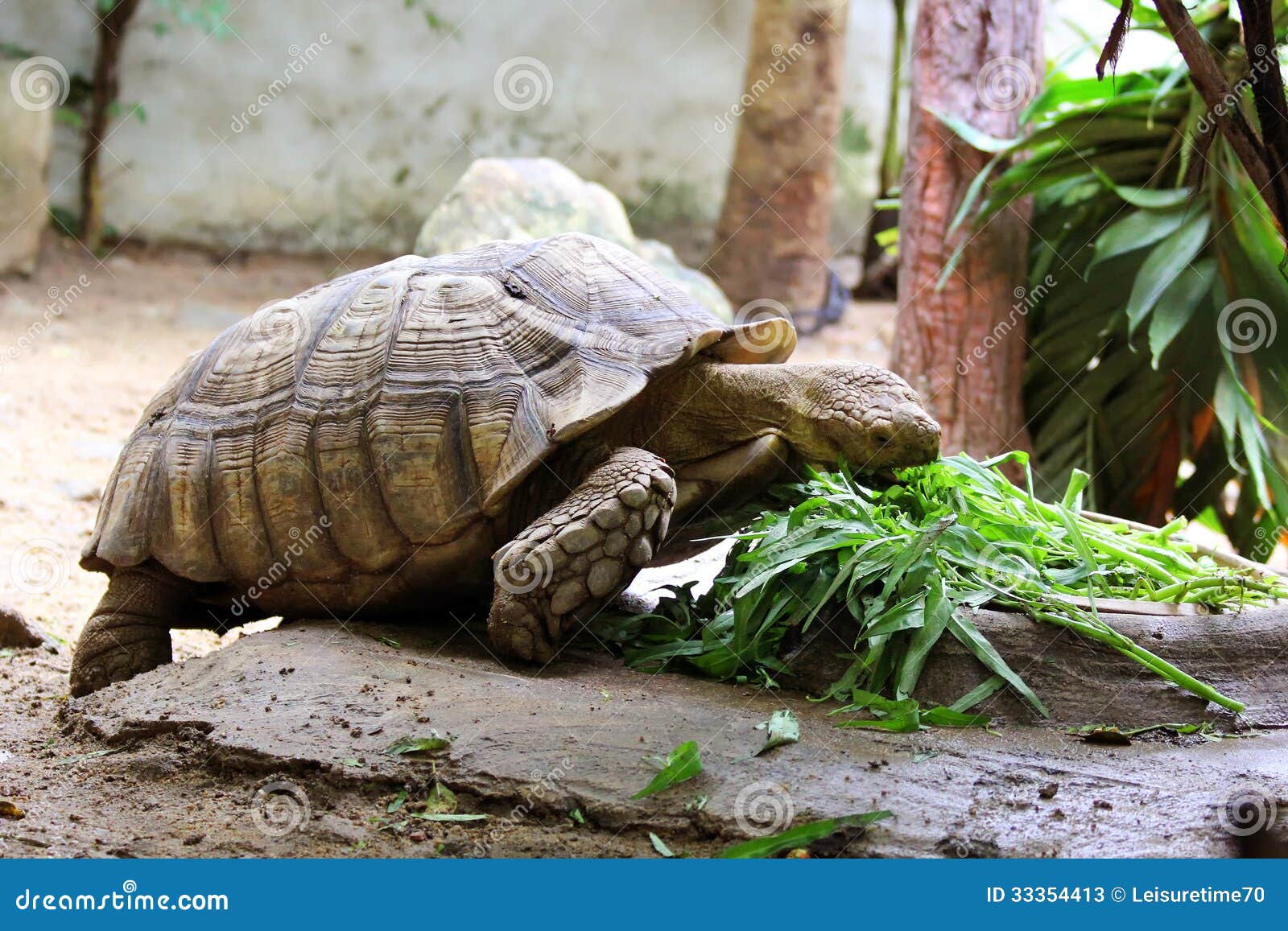 Turtle stock image. Image of nature, outdoors, mammal - 33354413