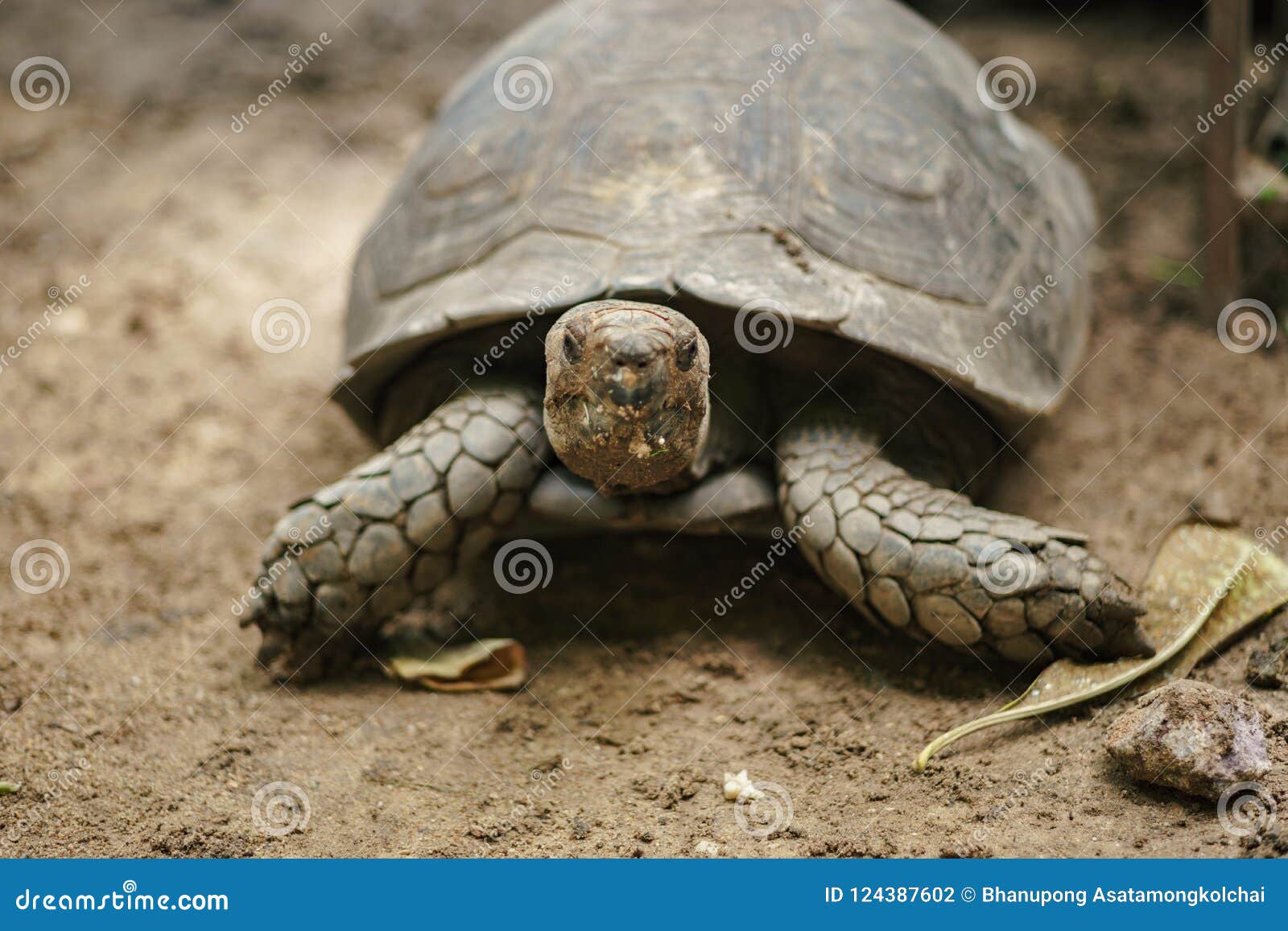 Turtle at the zoo on dirt stock photo. Image of river - 124387602