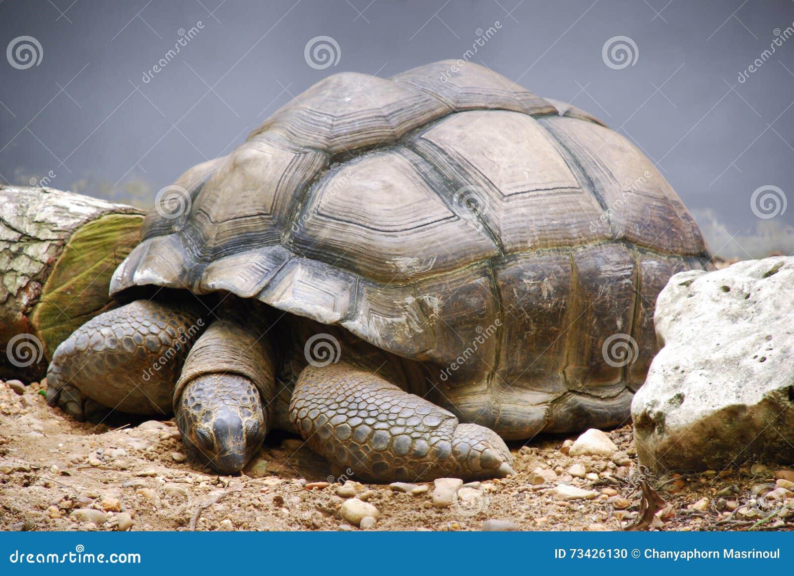 Turtle in the zoo stock photo. Image of cute, food, african - 73426130