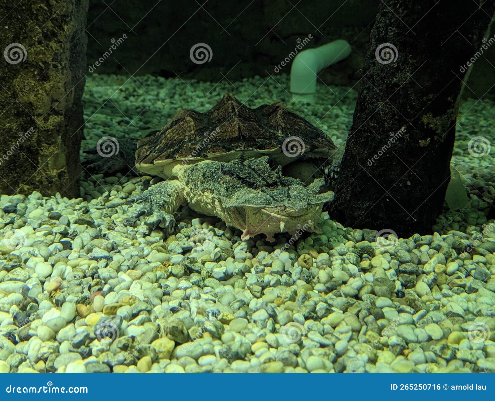 Turtle zoo tank water stock photo. Image of amphibian - 265250716