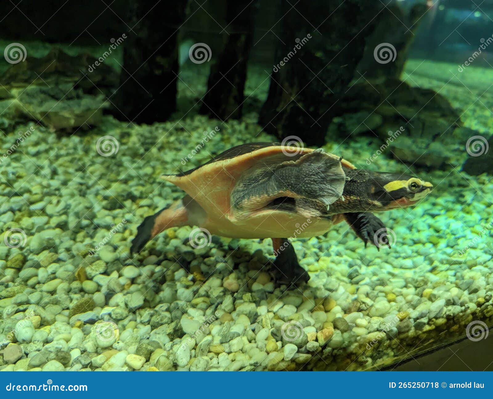 Turtle zoo tank water stock photo. Image of aquarium - 265250718