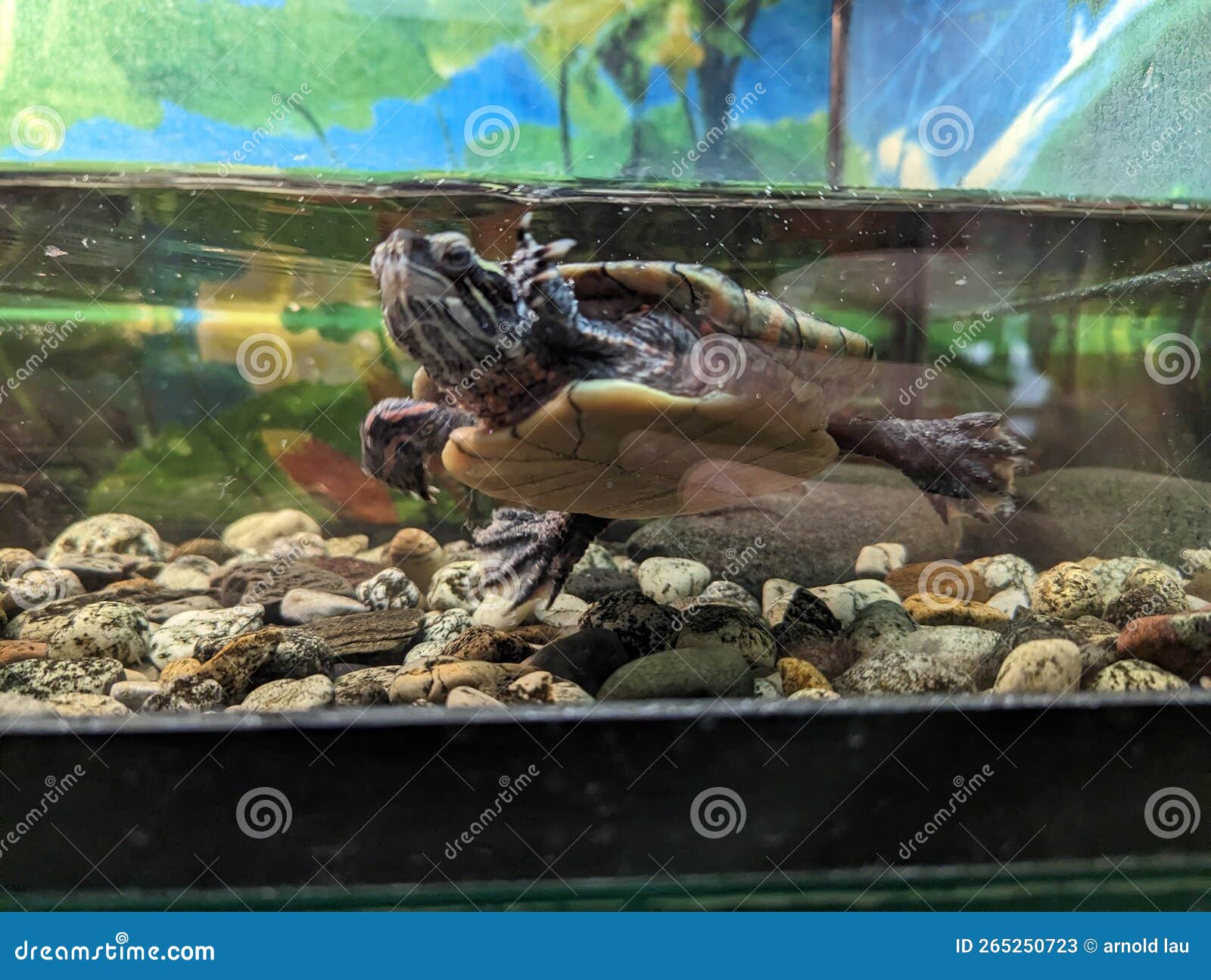 Turtle zoo tank water stock image. Image of reptile - 265250723