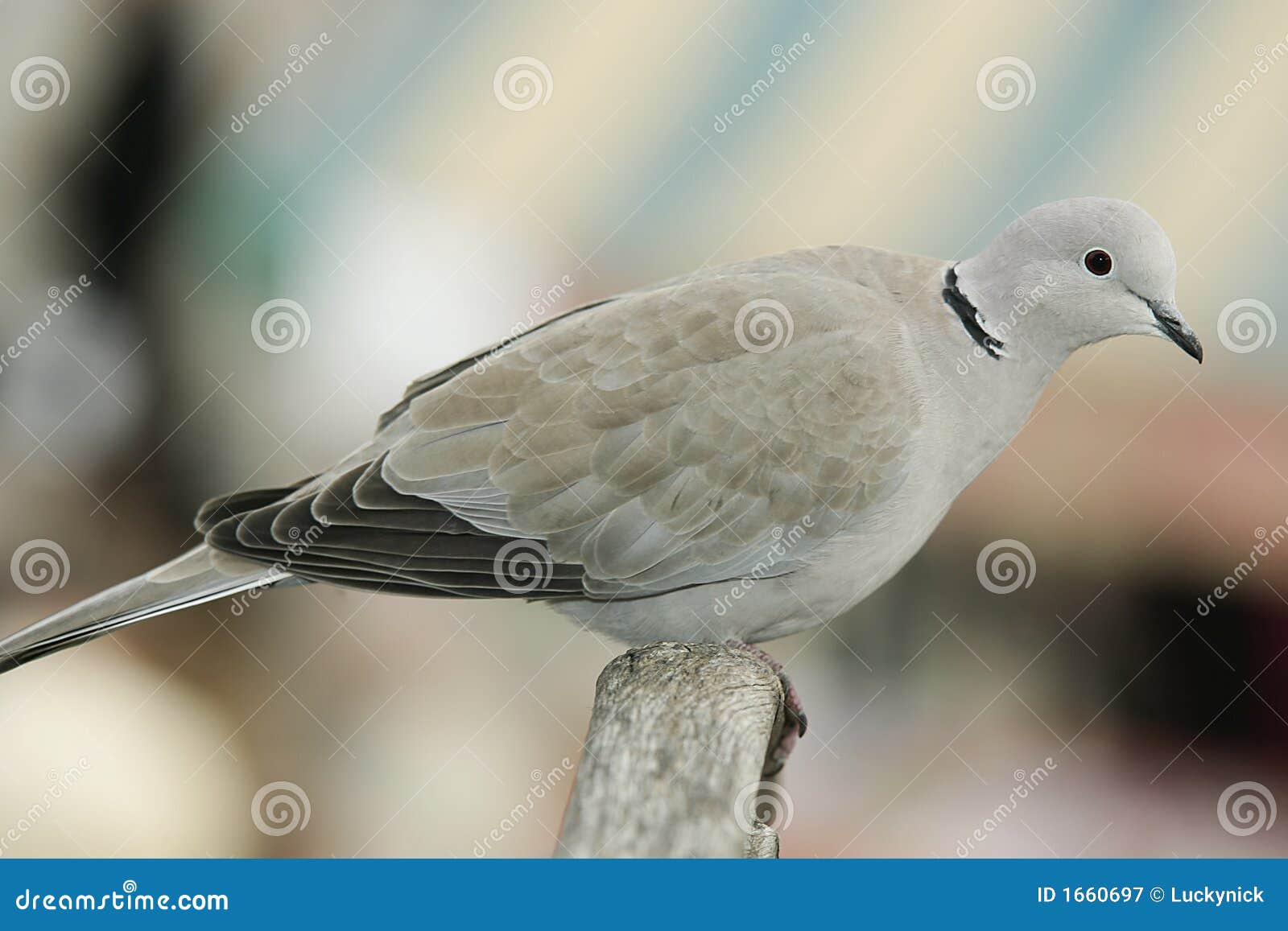 Turtledove stock image. Image of pruning, dove, preen - 1660697