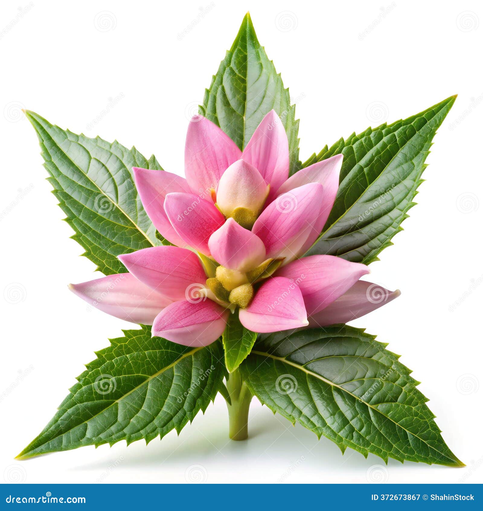 White Turtlehead Chelone Glabra , Or Bitter Herb Cartoon Vector | CartoonDealer.com #253369109