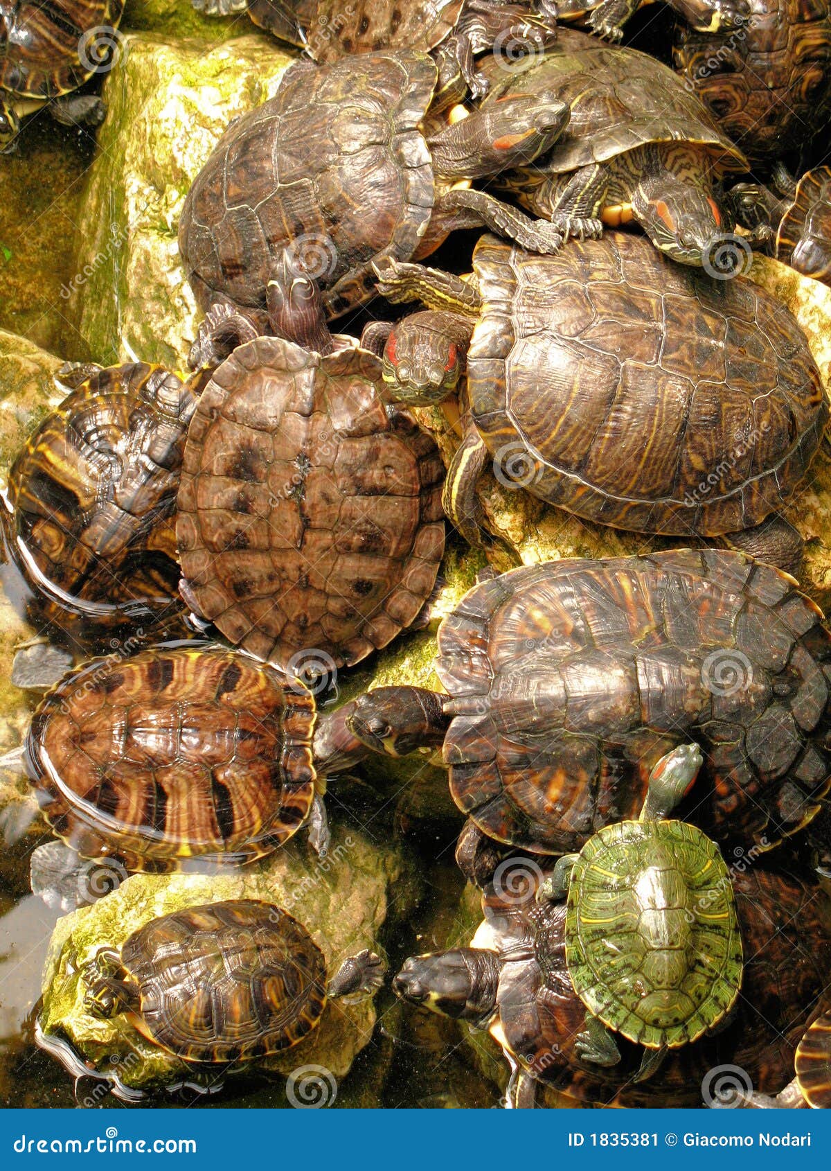 Turtles stock image. Image of protected, animal, brown - 1835381