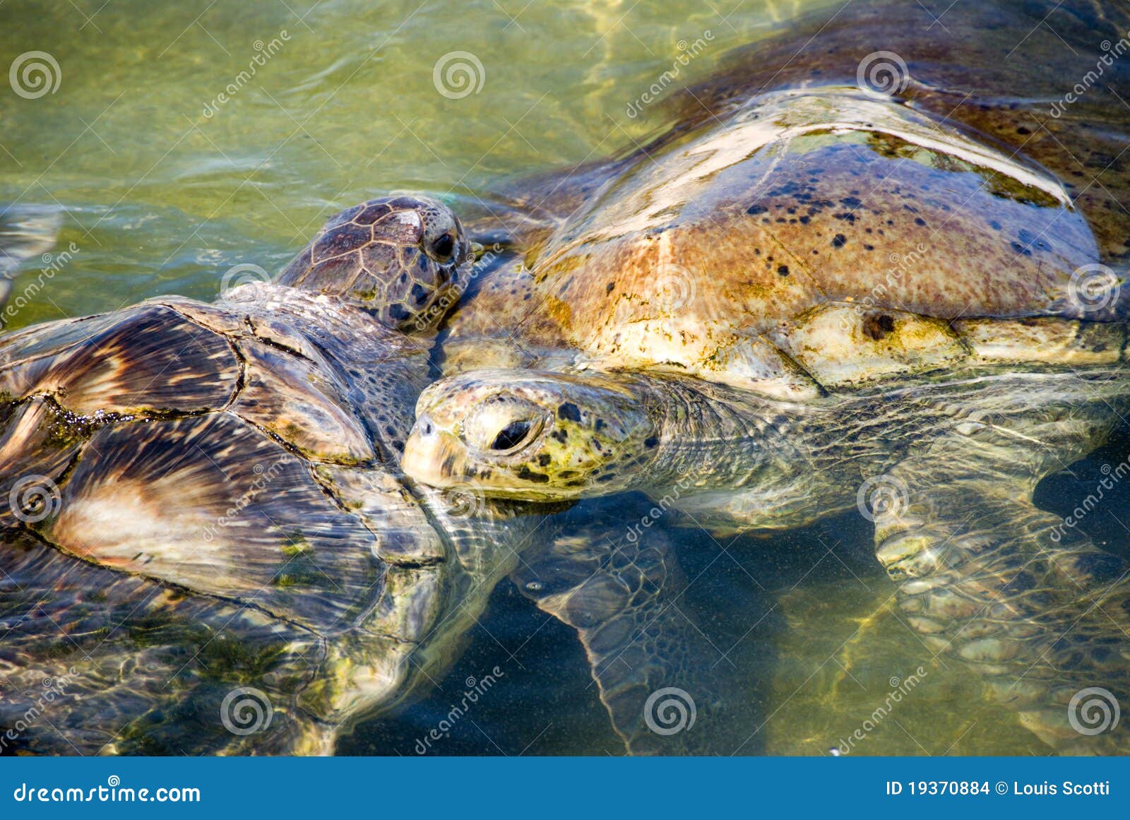 Turtles Kiss Stock Photo | CartoonDealer.com #45821928