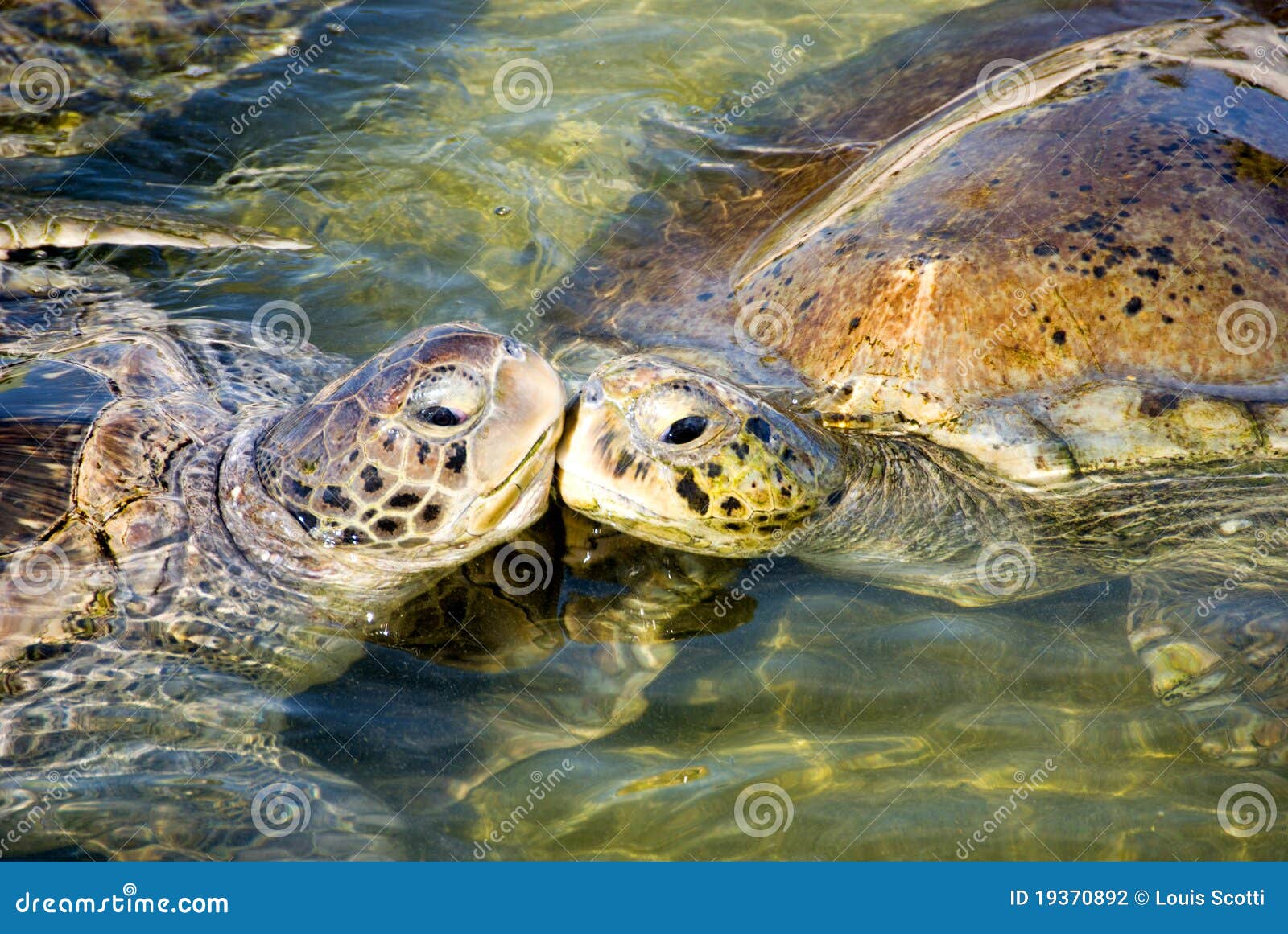 Turtles stock photo. Image of habitat, love, marine, turtles - 19370892