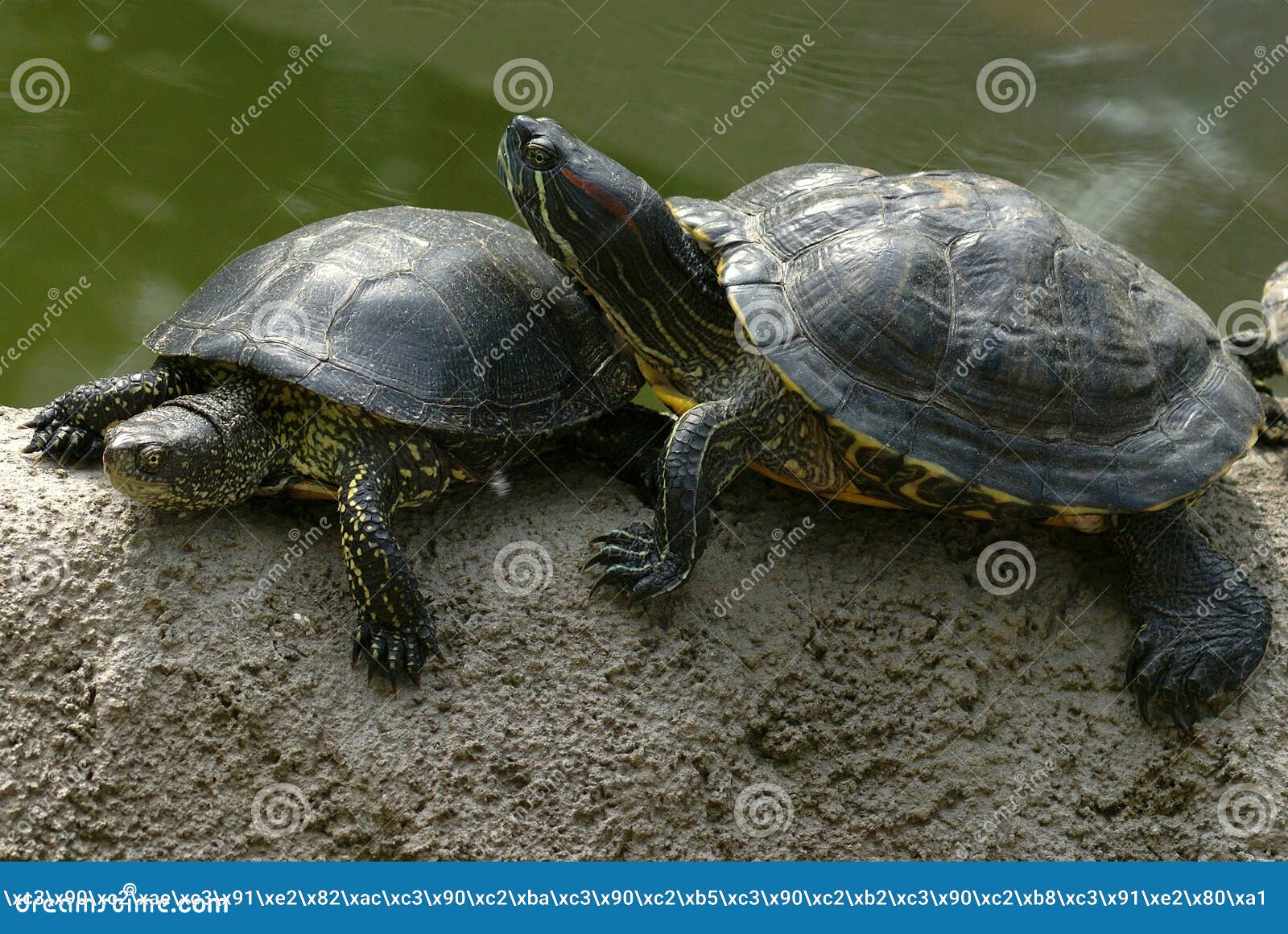 Turtles stock image. Image of feeling, animal, tenderness - 3599207