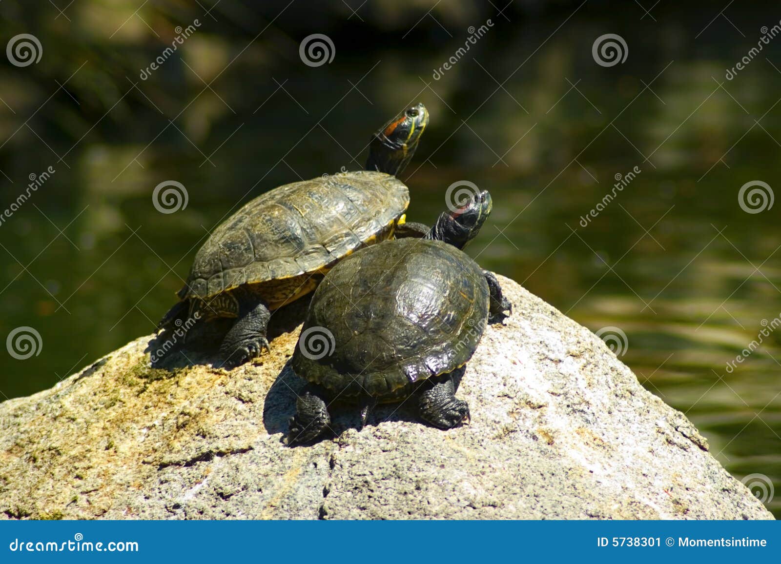 Turtles Royalty-Free Stock Photo | CartoonDealer.com #5738301