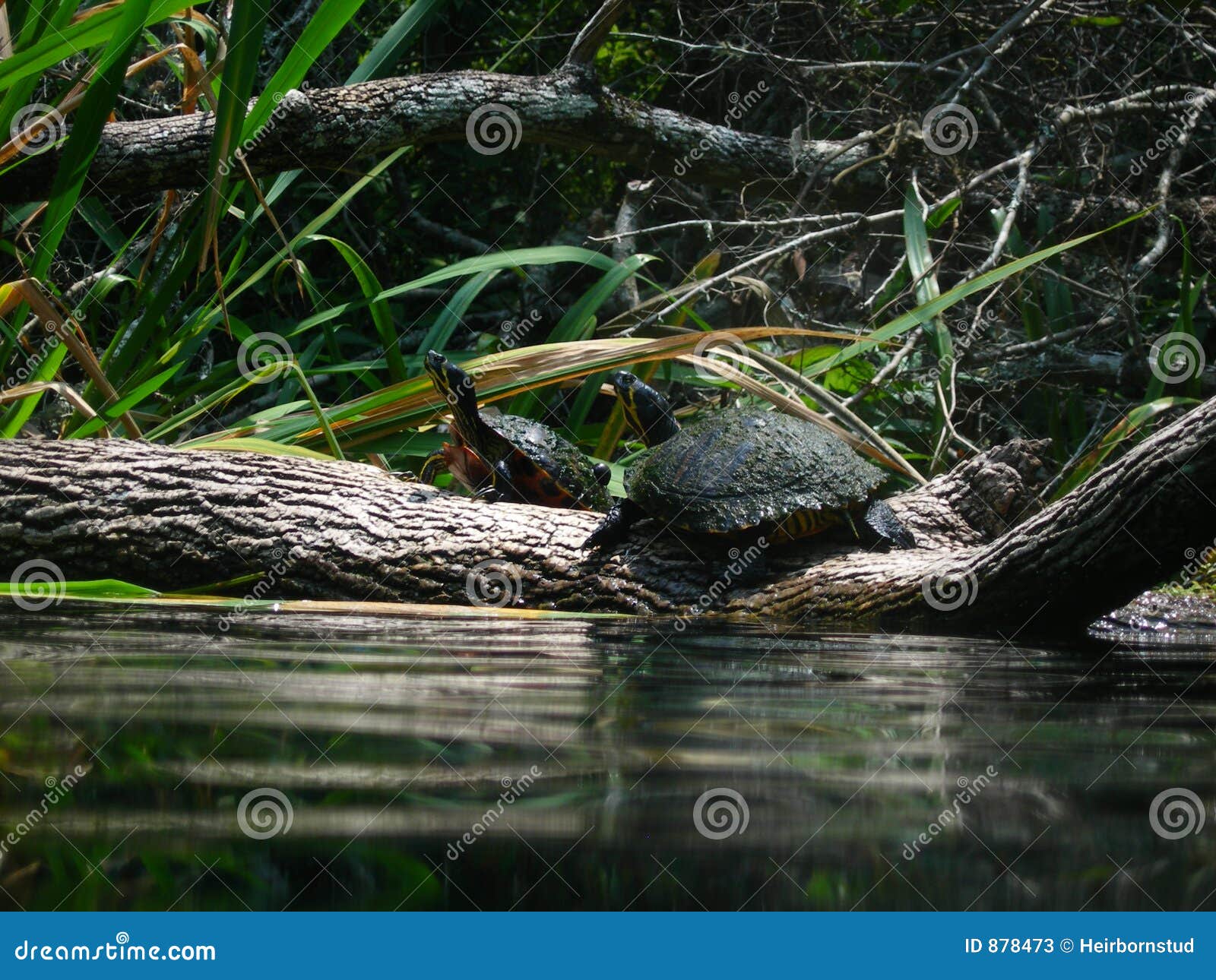 Turtles stock image. Image of springs, branches, logs, cavern - 878473