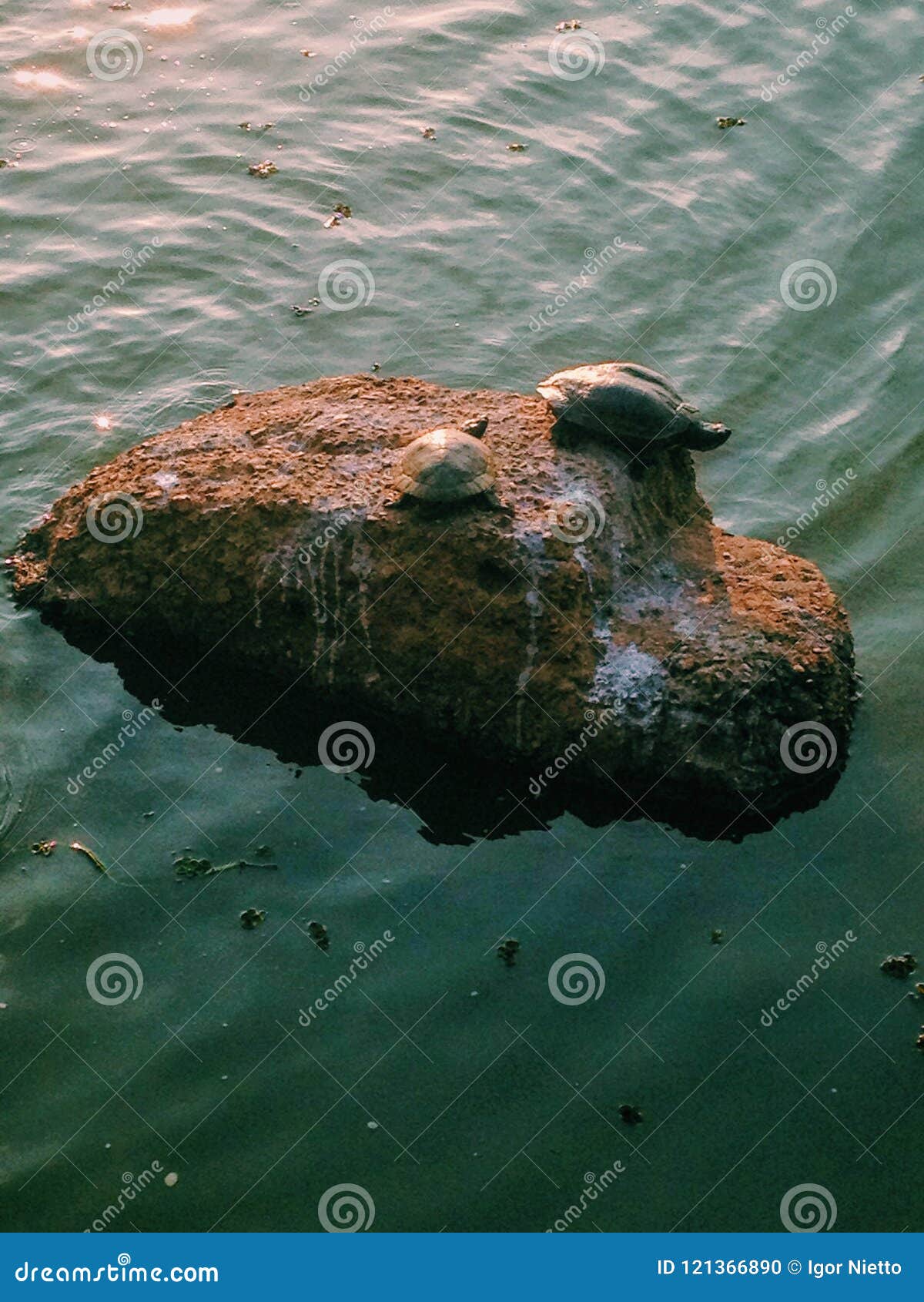 Turtles Above a Rock in a Lake Stock Photo - Image of lake, life: 121366890