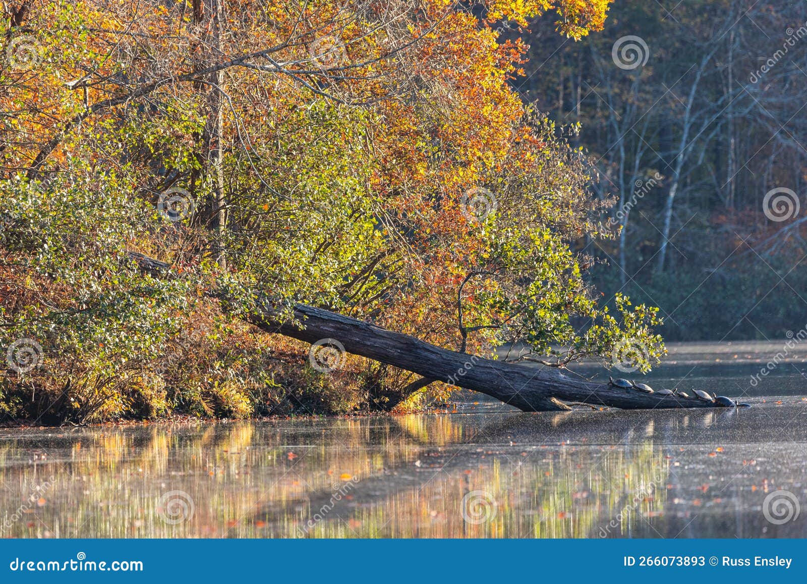 Turtles Bask on Log Surrounded by Fall Foliage at Lake Stock Image ...
