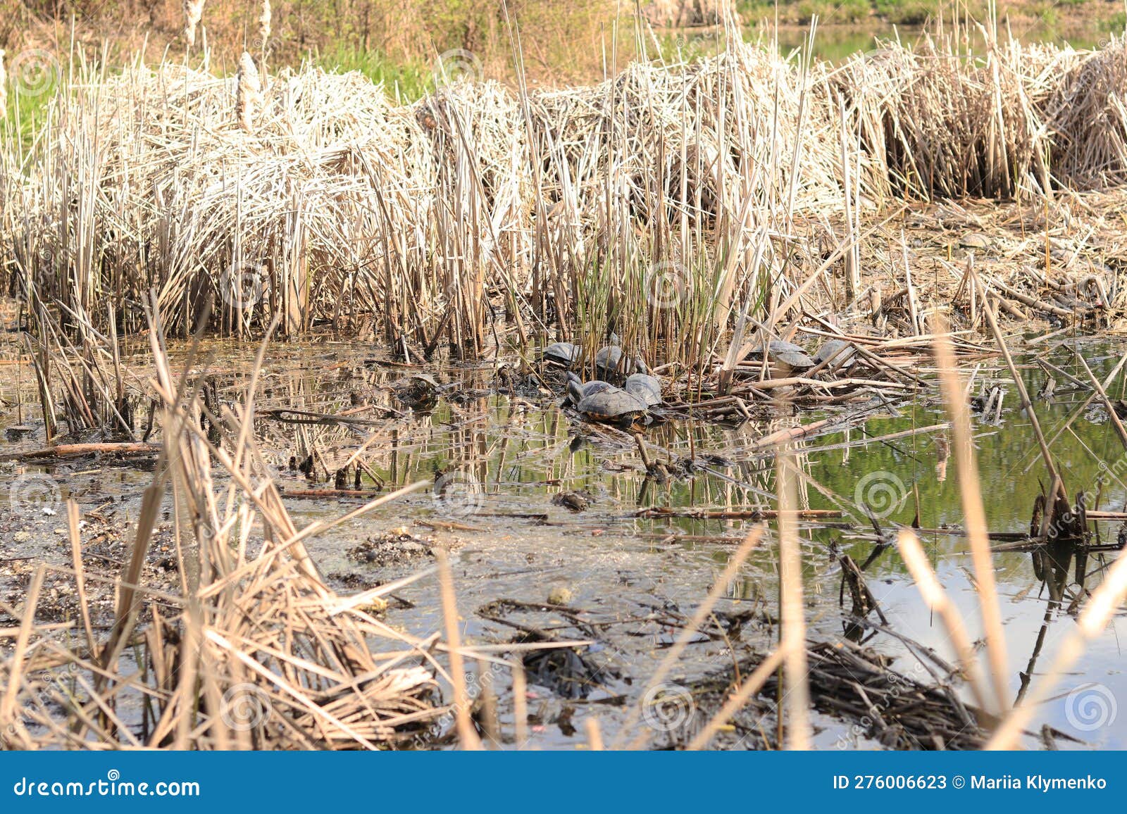 Turtles Bask in the Sun among the Cattails on the River Stock Image ...